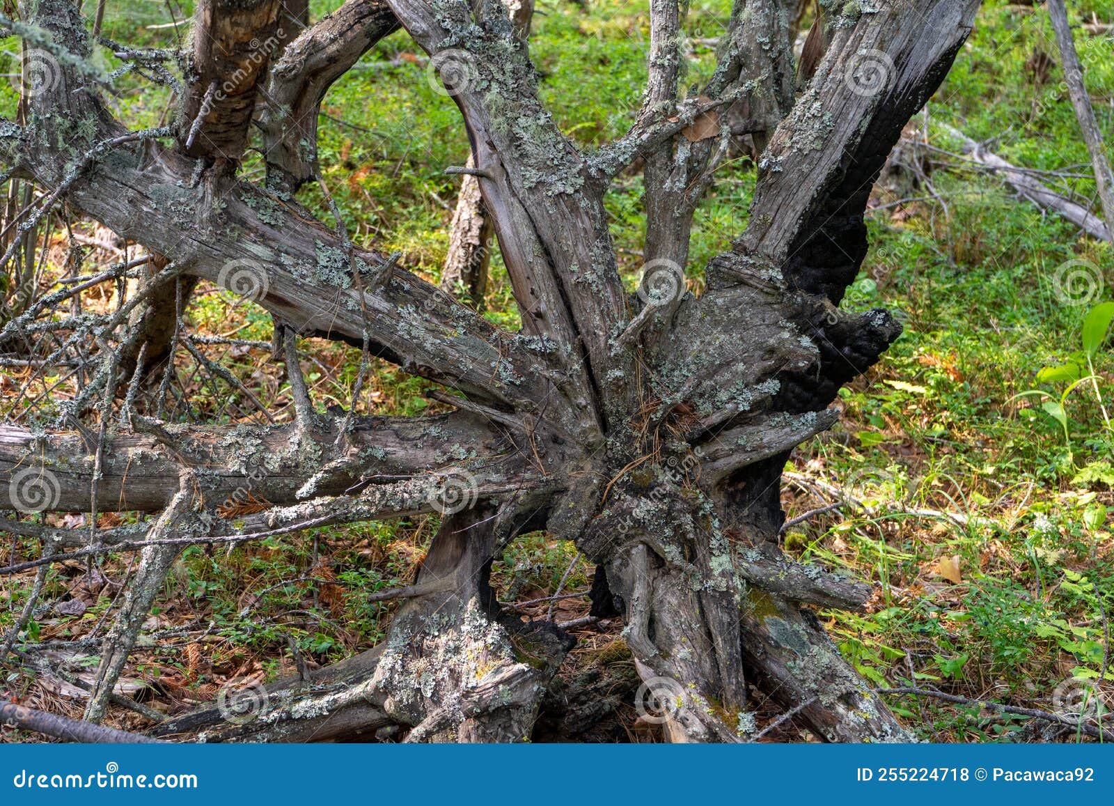 Old Dry Roots Trees Turned Out of the Ground Stock Photo - Image of ...