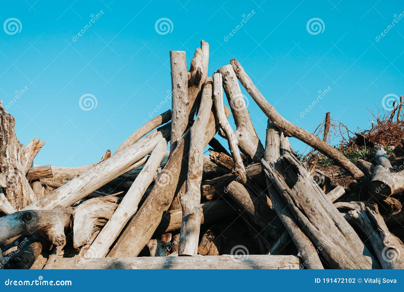 Old Dry Sticks of Various Trees Stock Photo - Image of texture, sticks ...