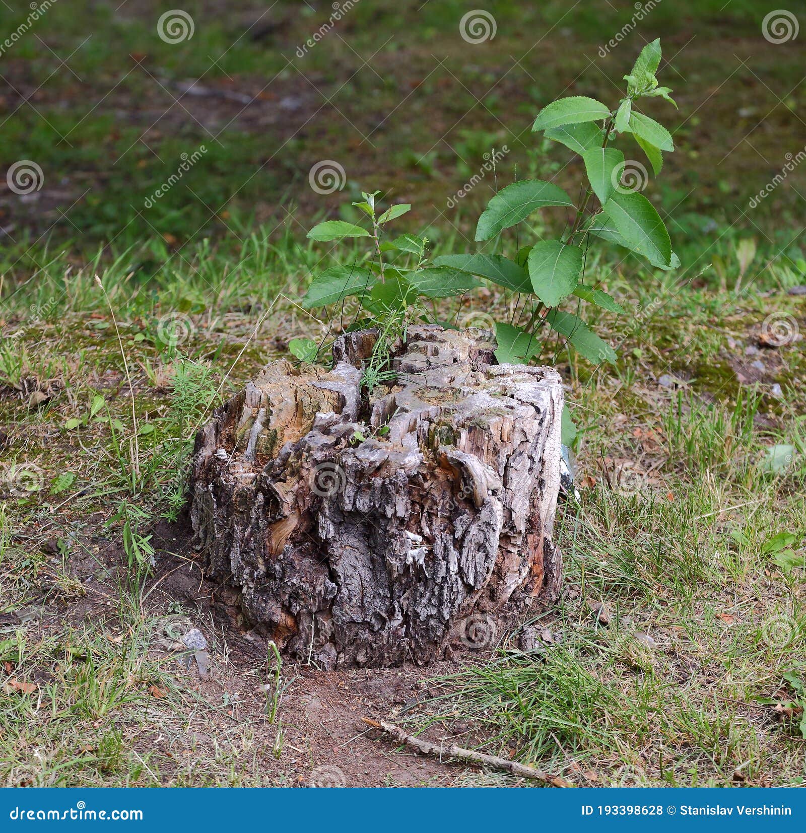 An Old Dry Stump with a Green Shoot Stock Photo - Image of environment ...