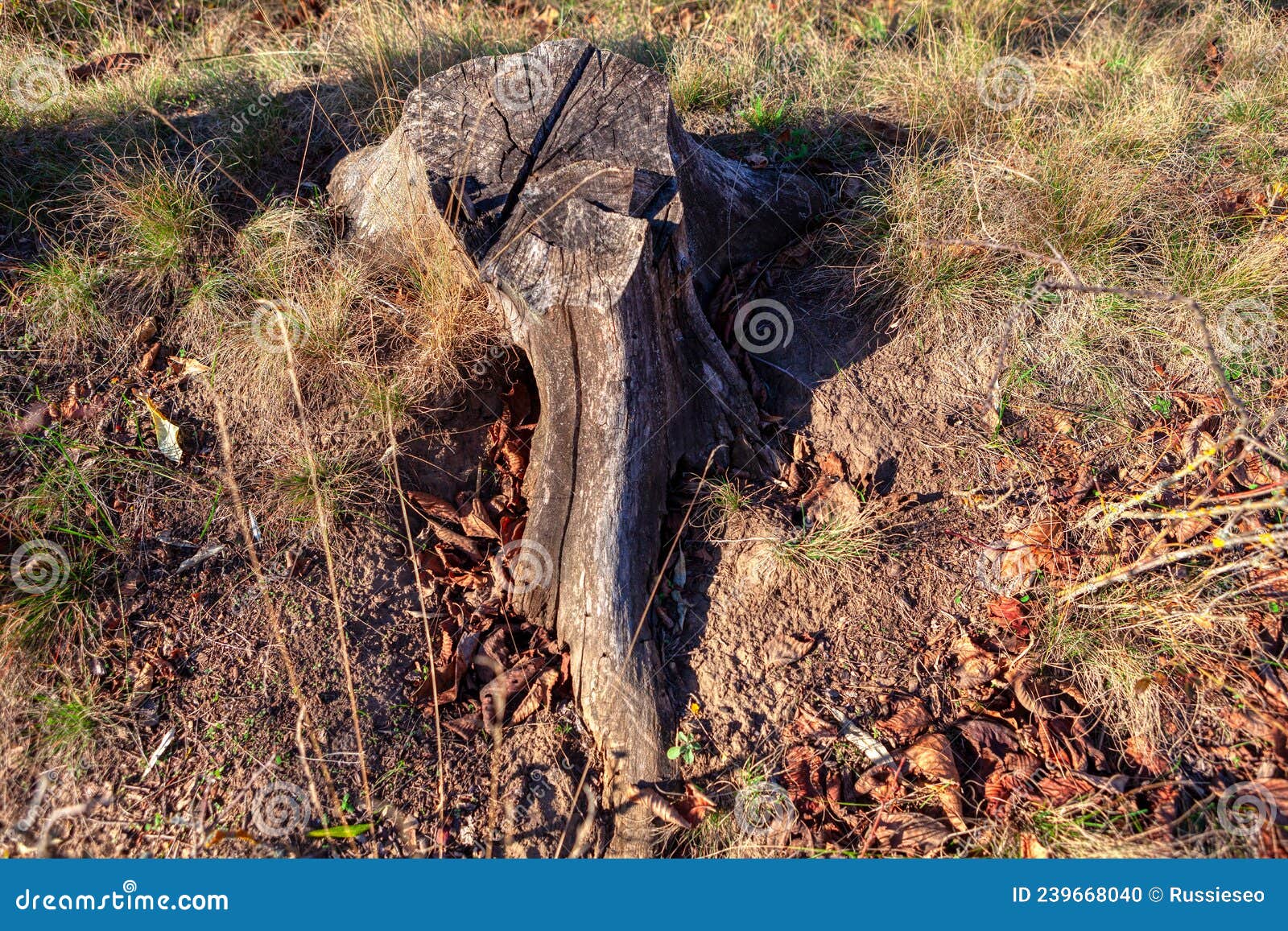 Old dry stump stock photo. Image of environment, dried - 239668040