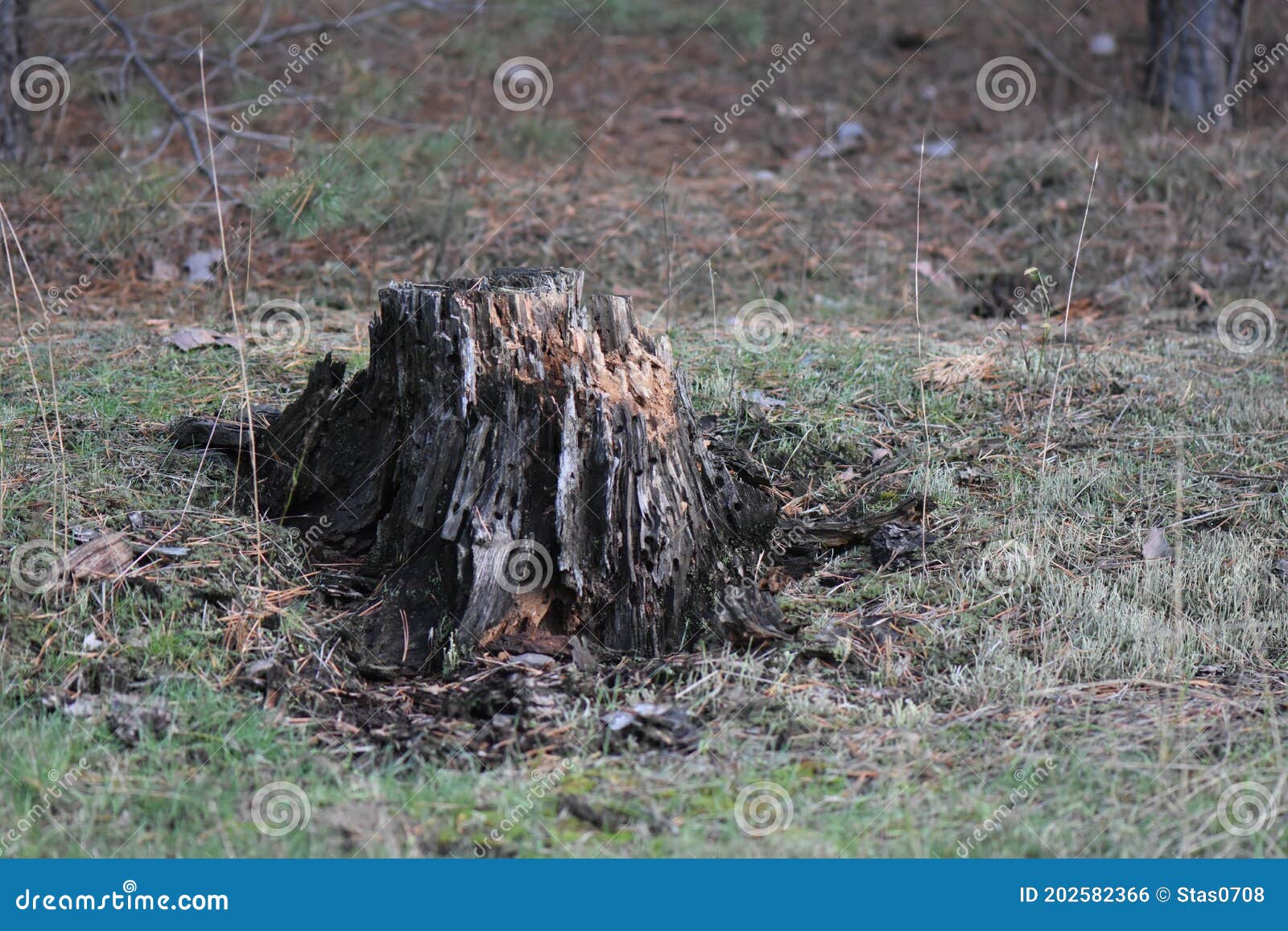 Old Dry Stump in the Pine Tree Forest in Autumn Stock Photo - Image of ...