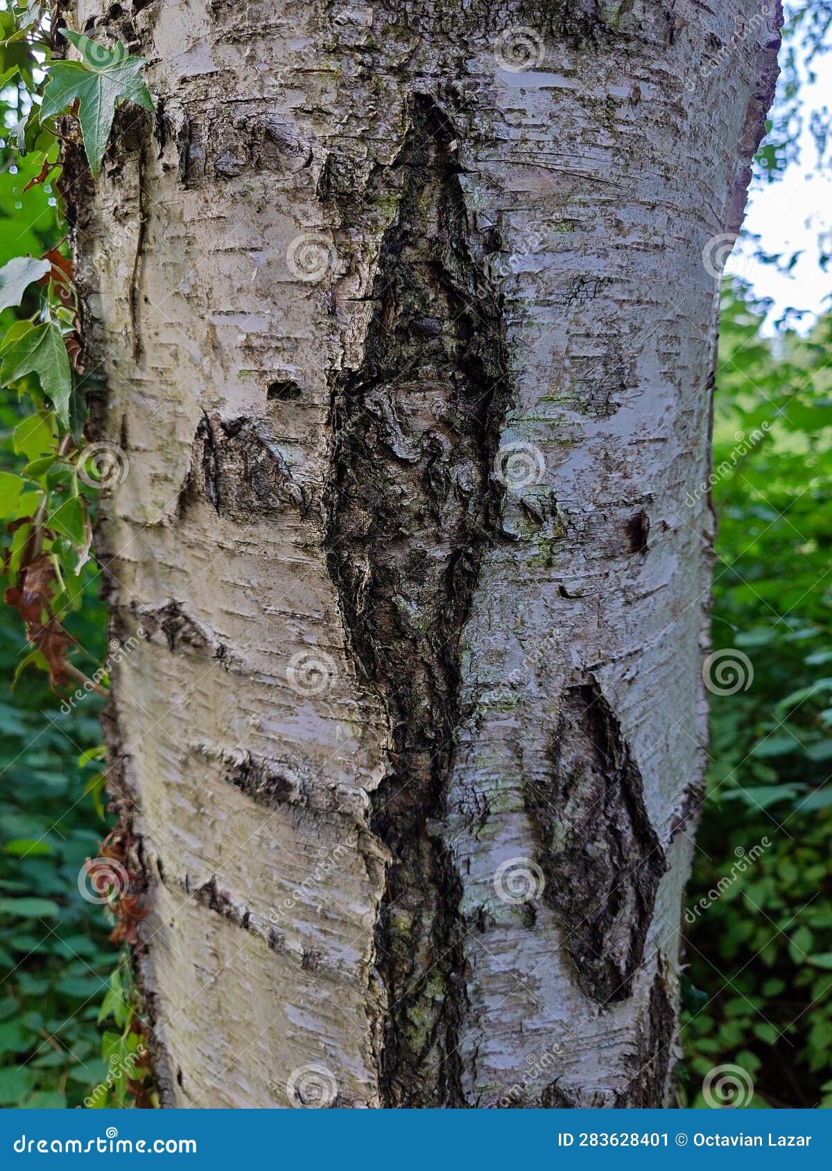 Old, Dry, Textured Tree Bark. Close Up Shot, No People Stock Image ...