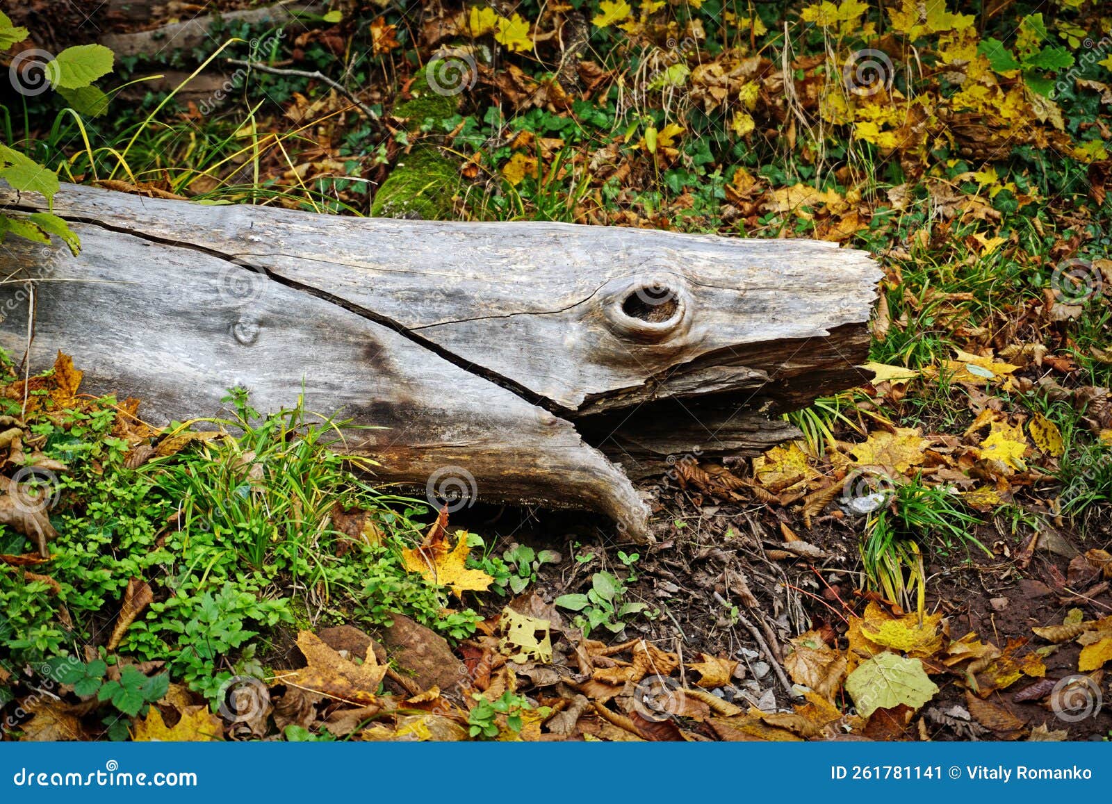 Old dry tree stock image. Image of leaves, forest, nature - 261781141