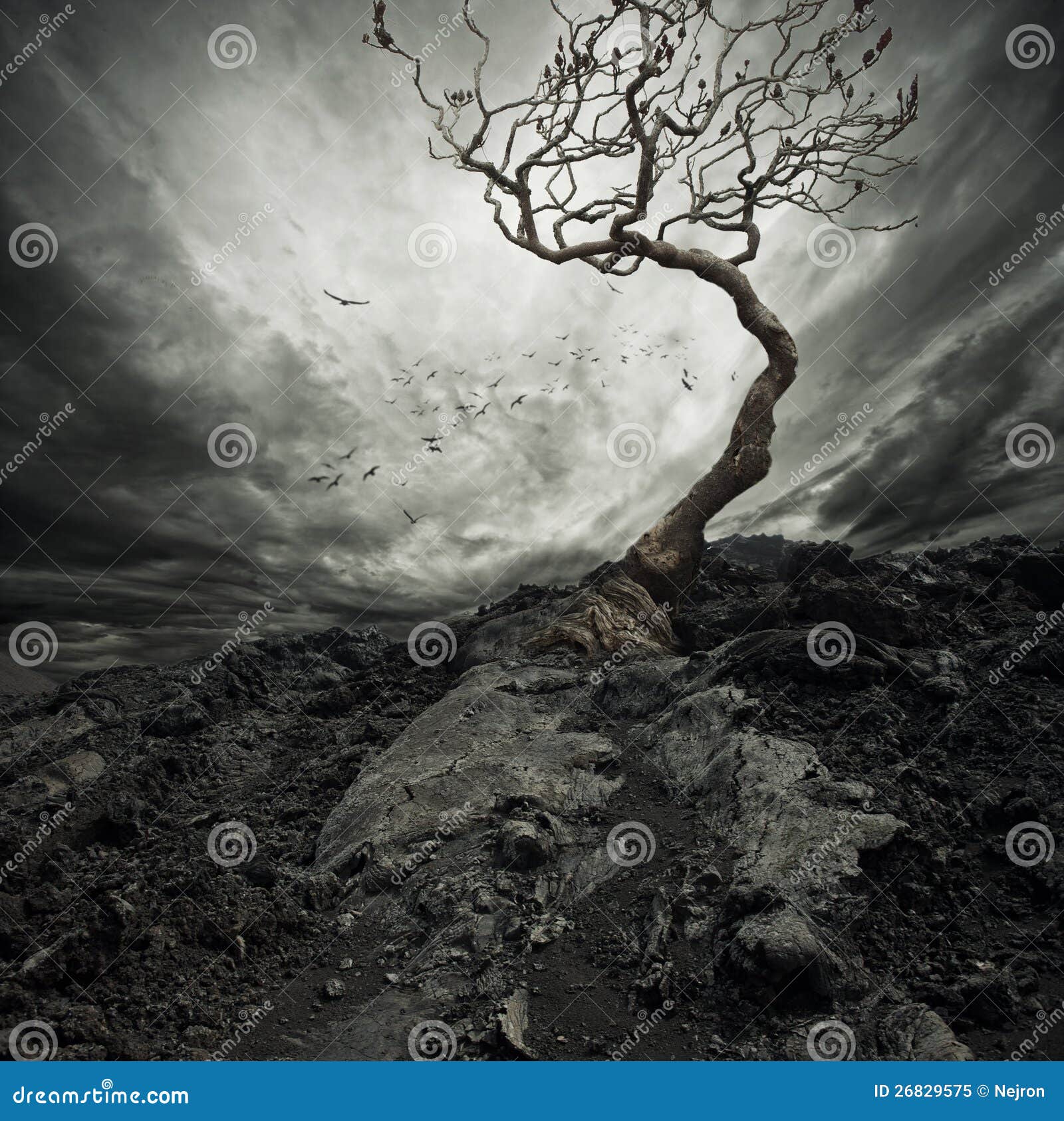 Old dry tree stock image. Image of dramatic, magical - 26829575