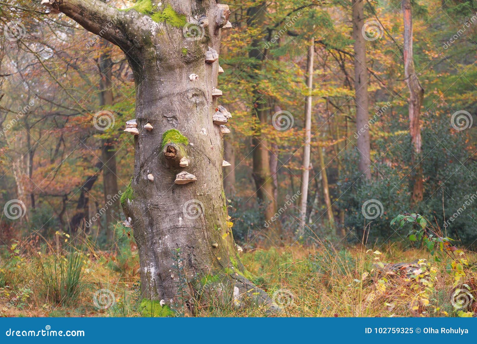 Old tree in autumn forest stock image. Image of fall - 102759325