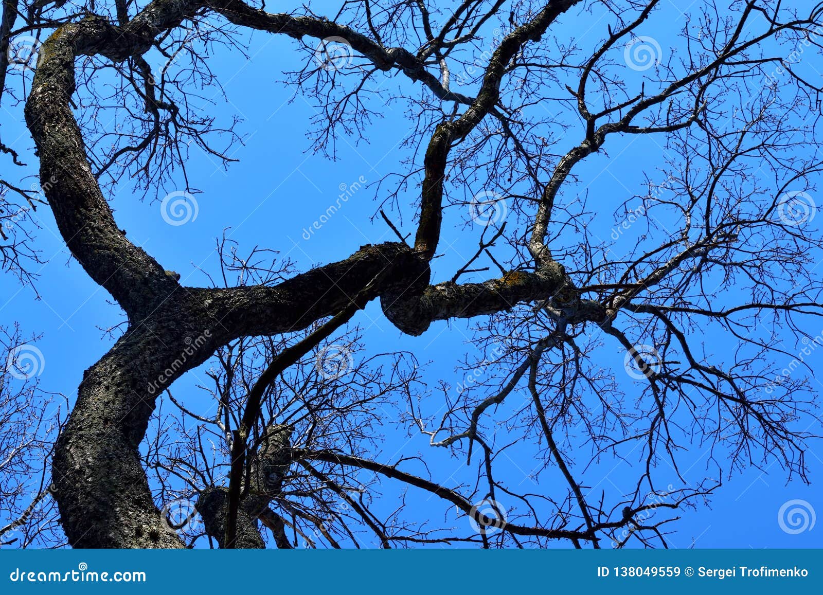 Old Dry Tree on Blue Sky Background. Natural Background Stock Image ...