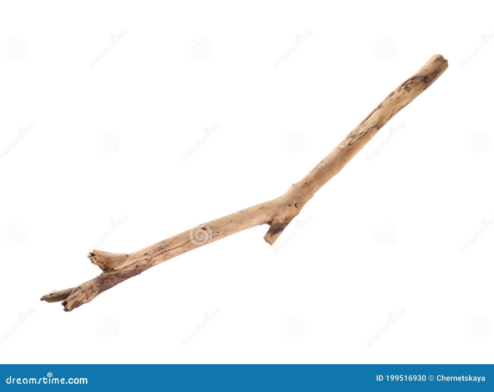 Old Dry Tree Branch Isolated on White Stock Photo - Image of brown ...