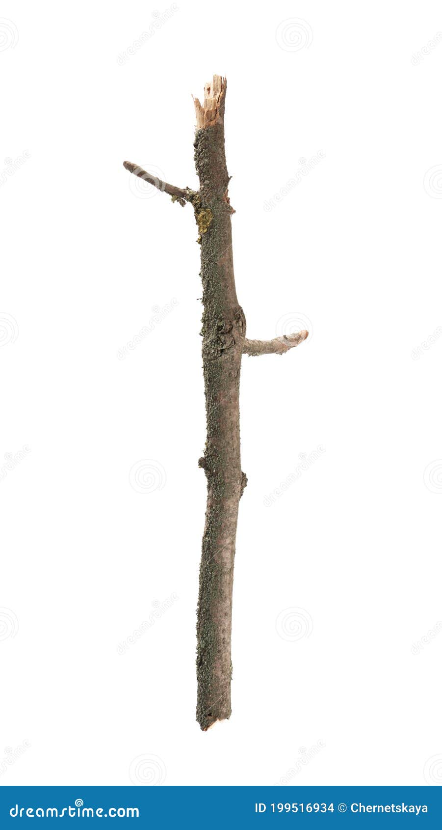 Old Dry Tree Branch Isolated on White Stock Photo - Image of object ...