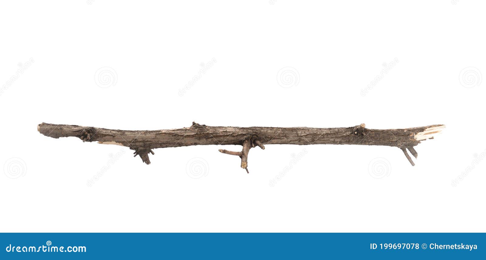 Old Dry Tree Branch Isolated on White Stock Photo - Image of fall ...