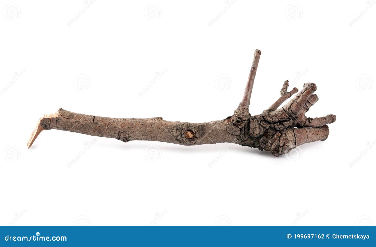 Old Dry Tree Branch Isolated on White Stock Photo - Image of single ...