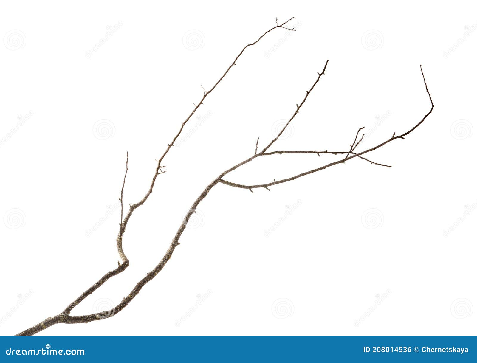 Old Dry Tree Branch Isolated on White Stock Photo - Image of season ...