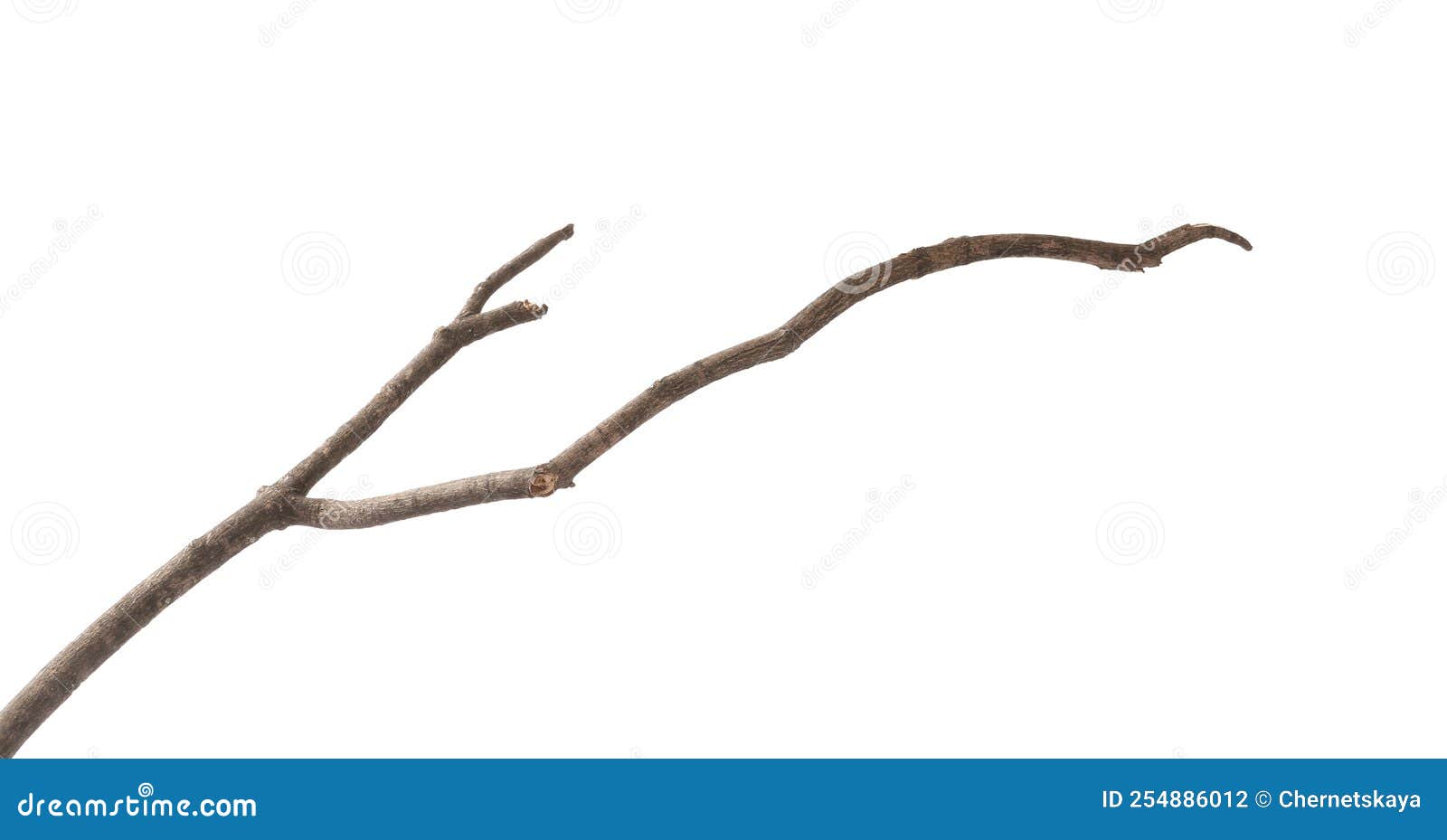 Old Dry Tree Branch Isolated Stock Photo - Image of snag, death: 254886012