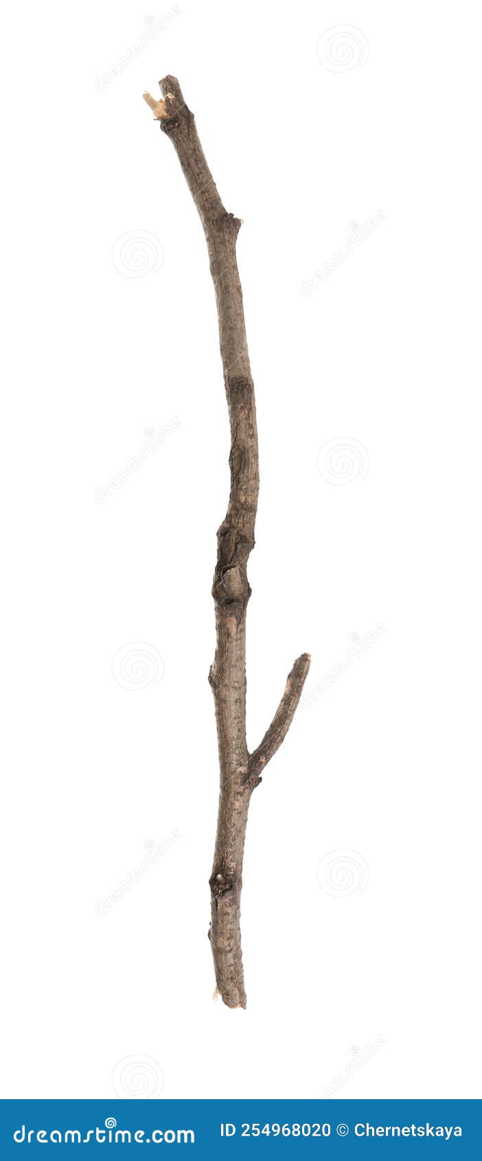Old Dry Tree Branch Isolated on White Stock Photo - Image of piece ...