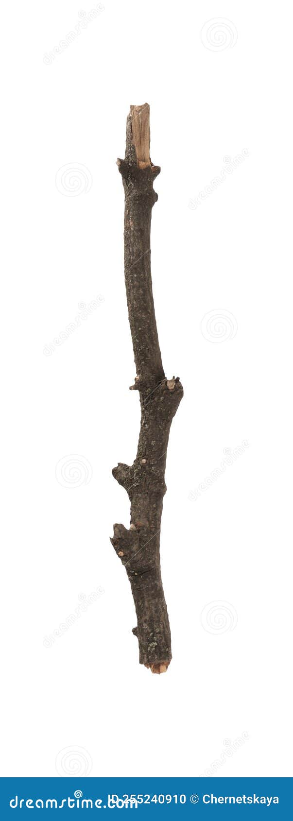 Old Dry Tree Branch Isolated on White Stock Photo - Image of ...