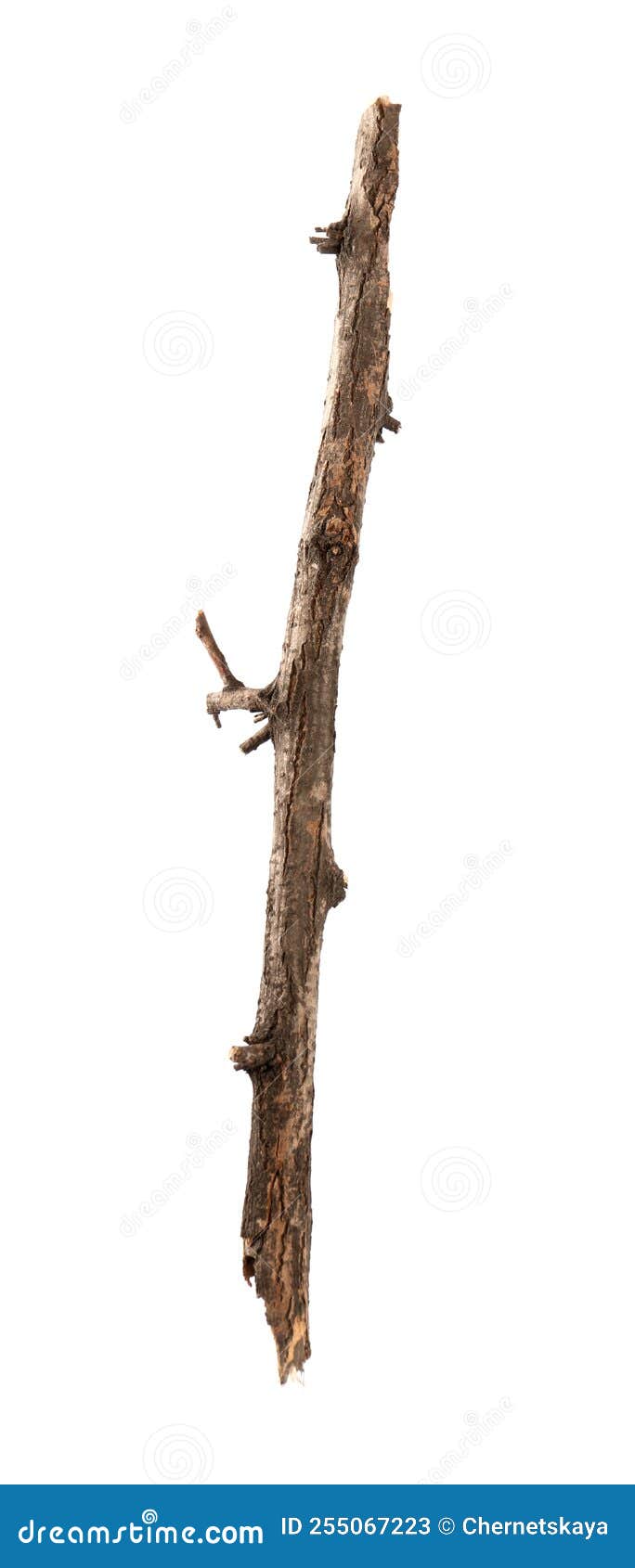 Old Dry Tree Branch on White Stock Image - Image of snag, studio: 255067223