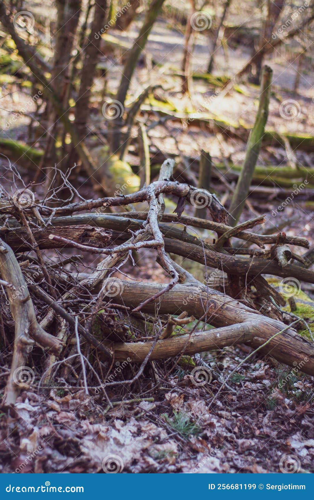 Old Dry Tree Branches Lying on Ground in Forest, Close-up Photography ...