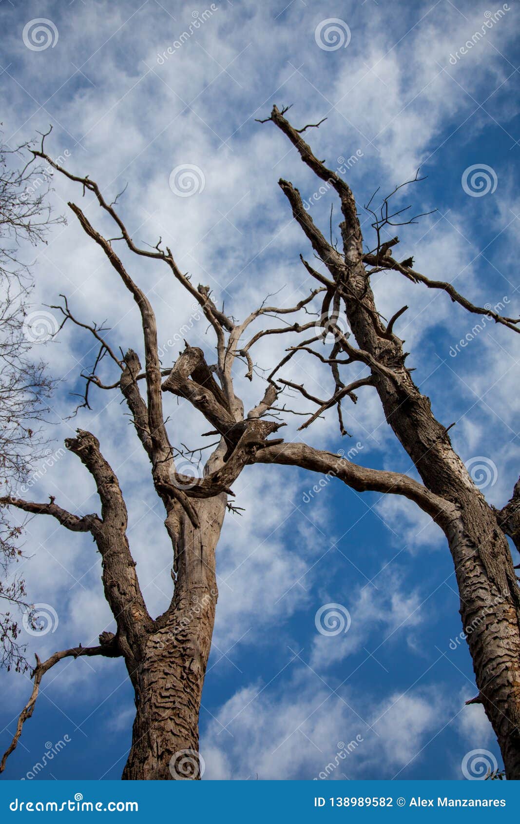Old dry tree stock photo. Image of dead, clouds, farm - 138989582