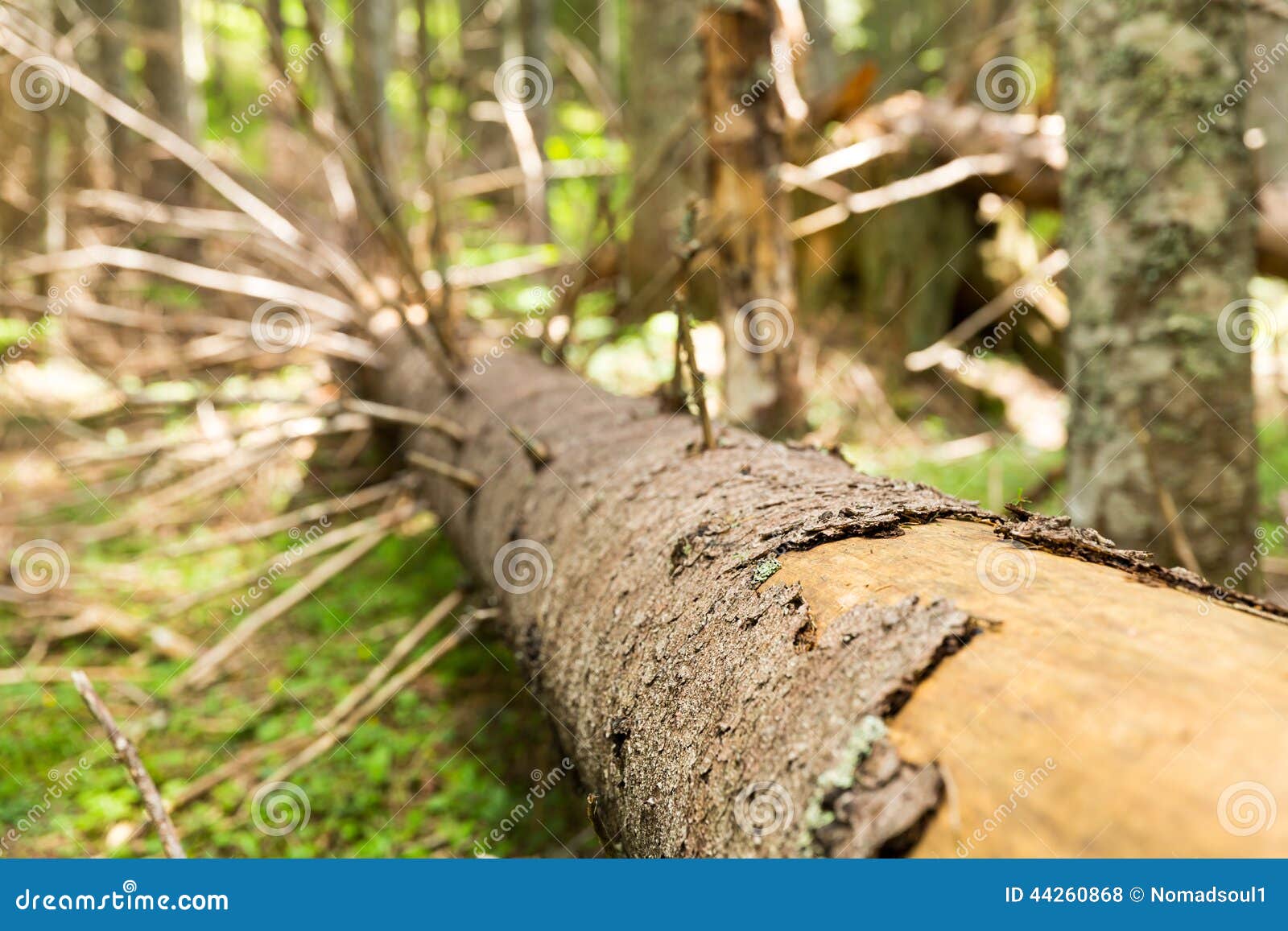Old dry tree stock photo. Image of material, cross, natural - 44260868