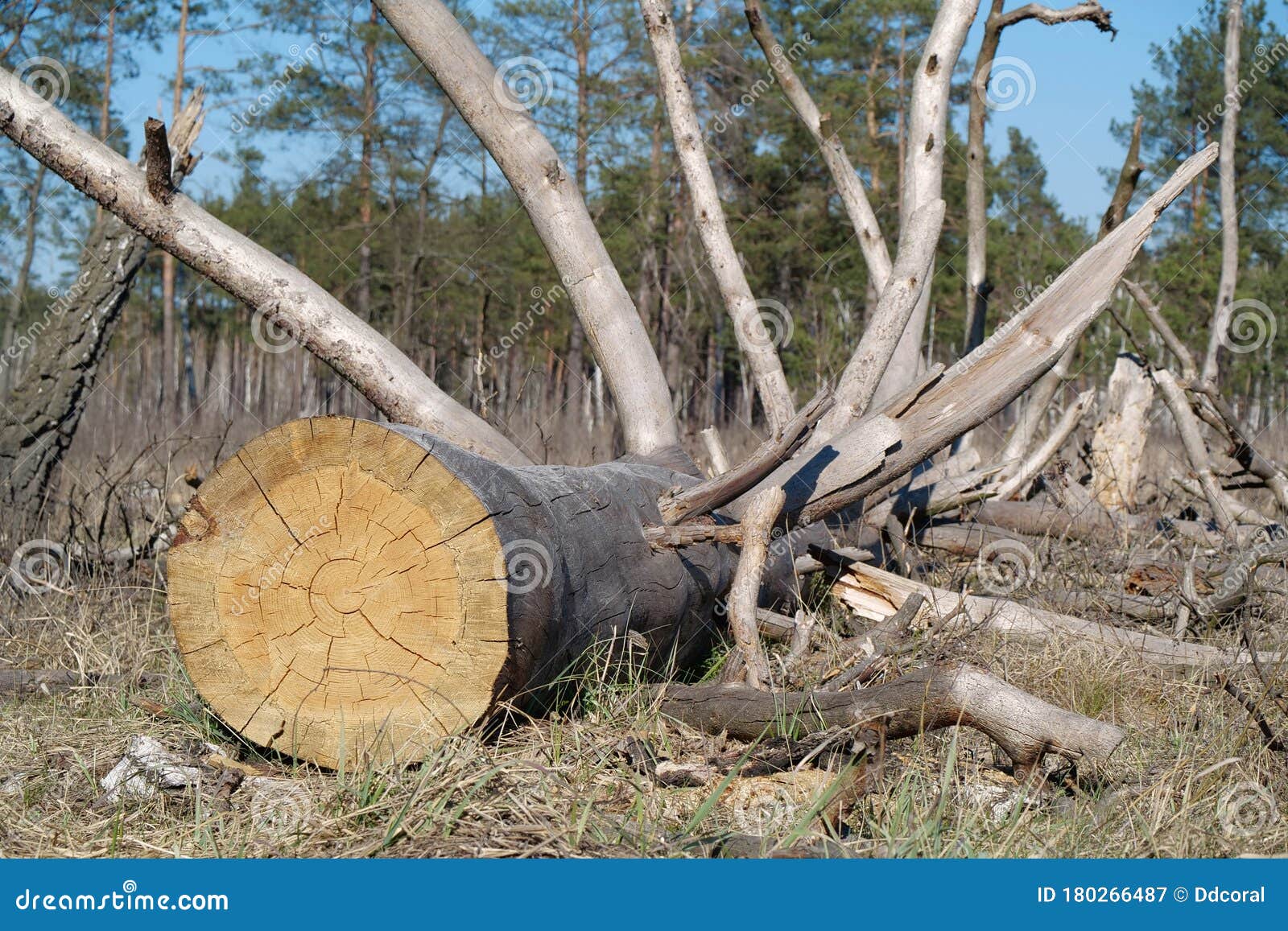 Old dry tree in forest stock image. Image of sawmill - 180266487