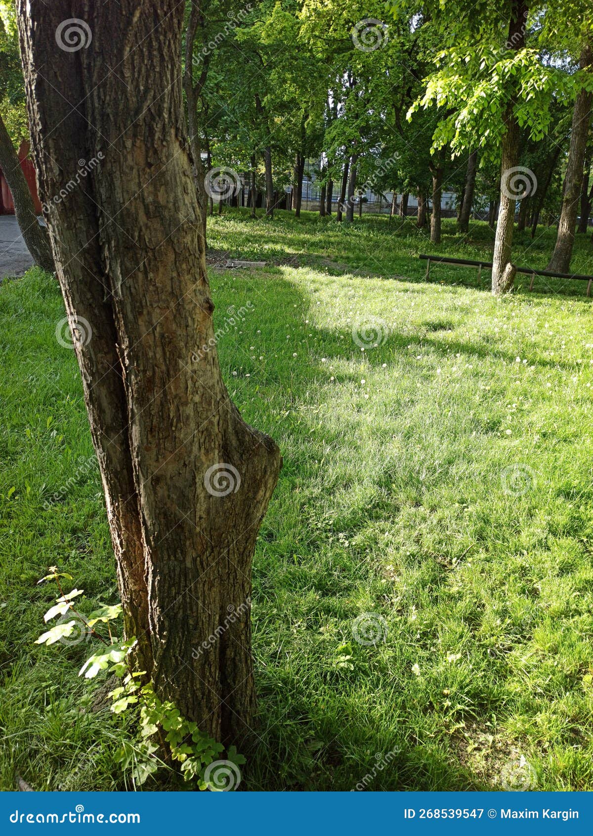 Old Dry Tree and Grass in the Park in Summer Stock Image - Image of ...