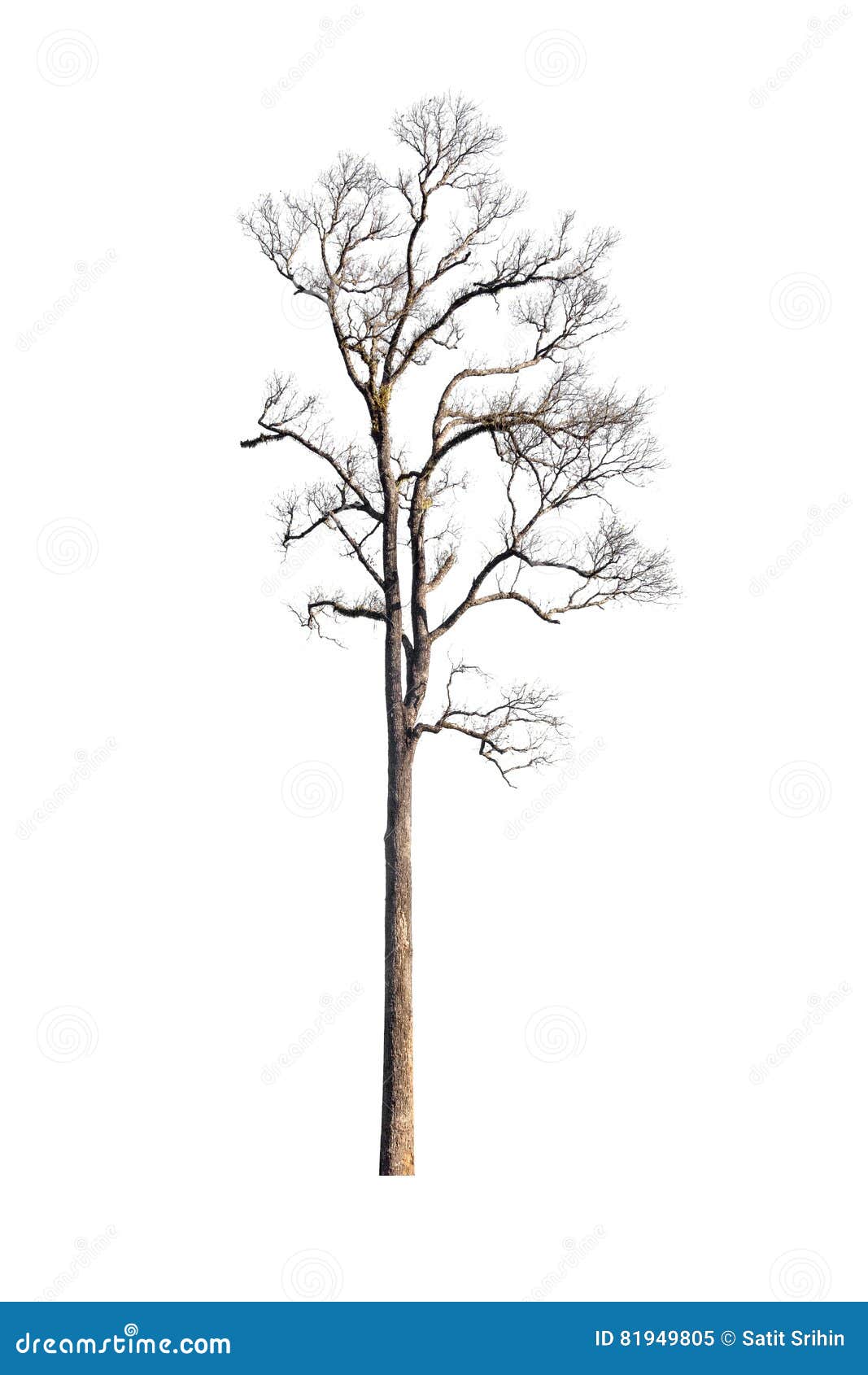 Old Dry Tree Isolated on White Stock Image - Image of season, isolated ...