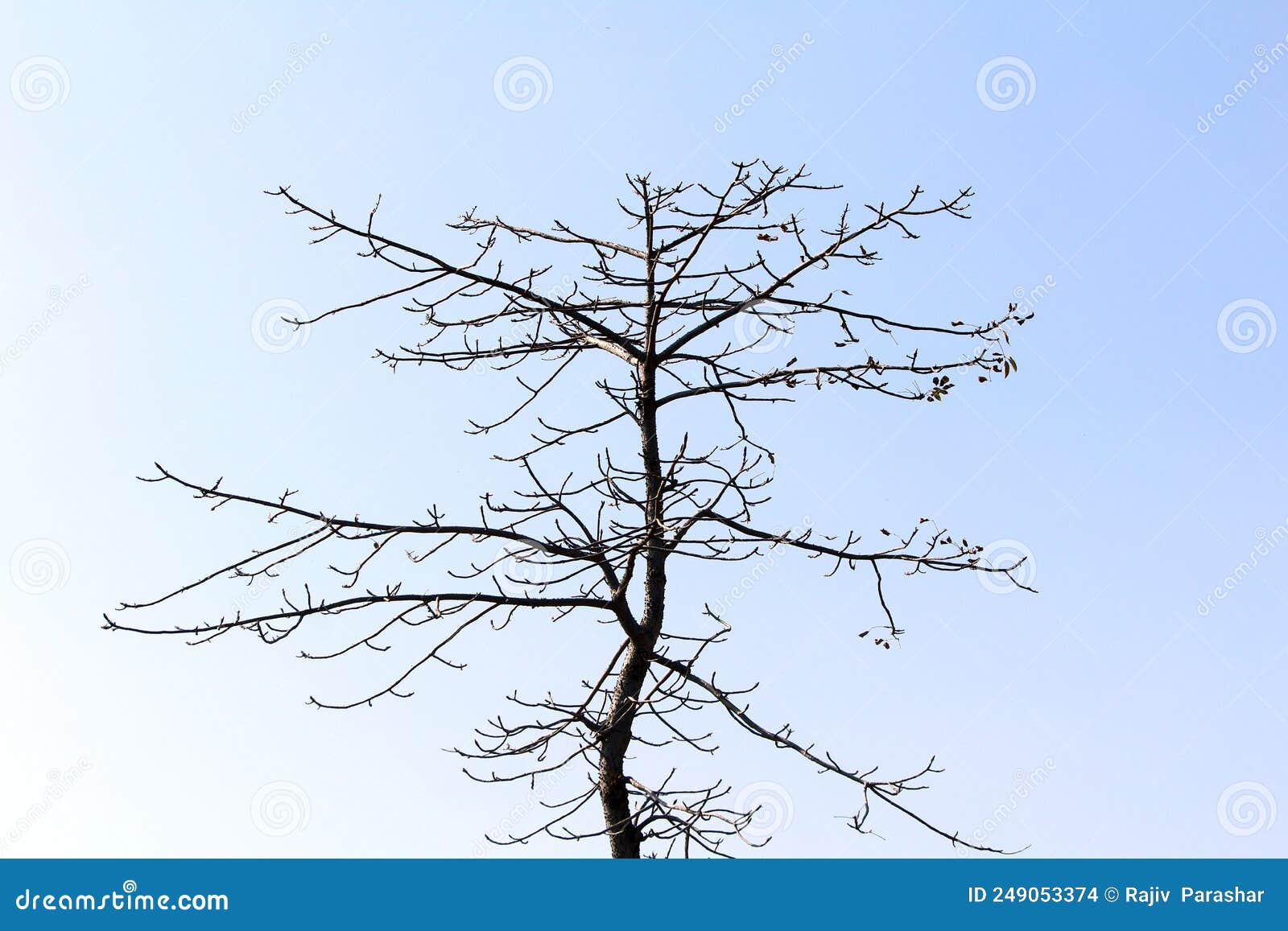 OLD DRY TREE without LEAF in WOOD ISOLATED on LIGHT BLUE BACKGROUND ...