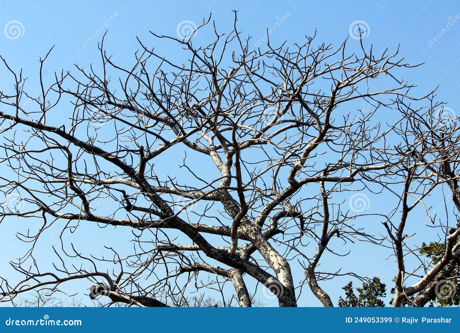 OLD DRY TREE without LEAF in WOOD ISOLATED on LIGHT BLUE BACKGROUND ...