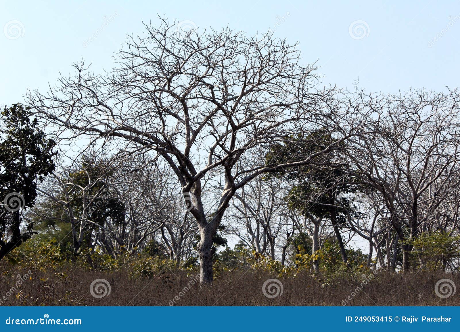 OLD DRY TREE without LEAF in WOOD ISOLATED on LIGHT BLUE BACKGROUND ...