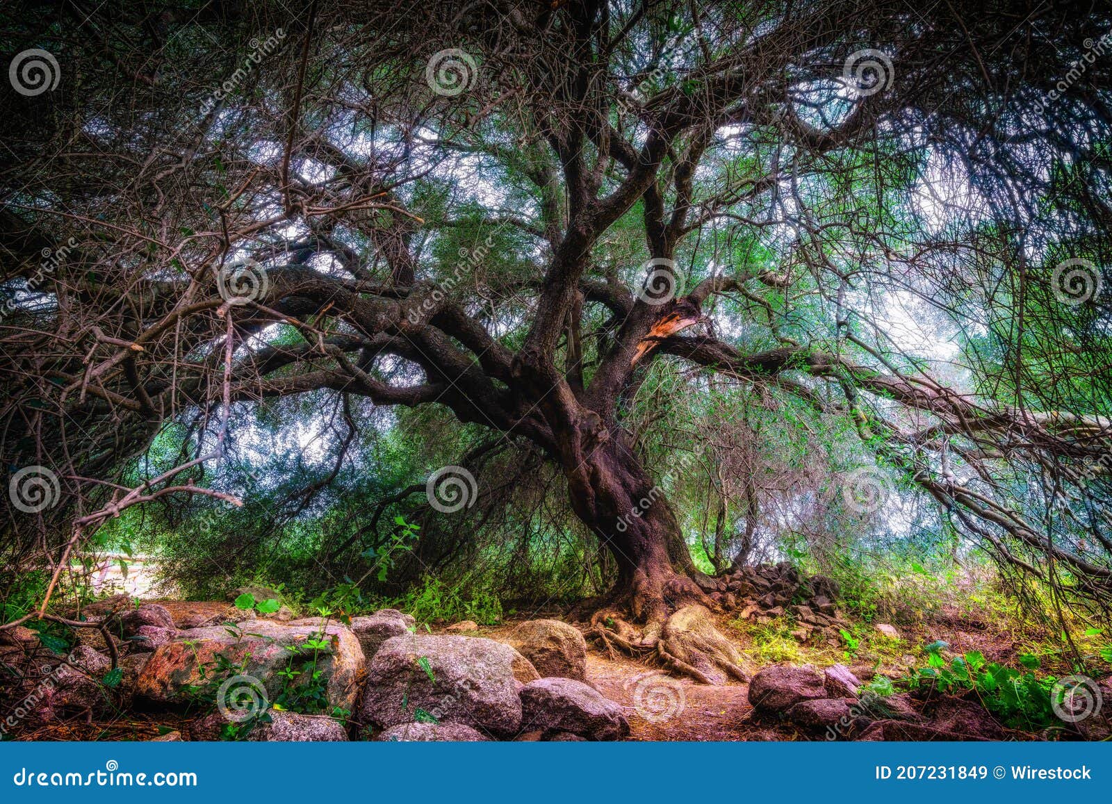 Old Dry Tree with Long Branches Stock Image - Image of growth, branches ...