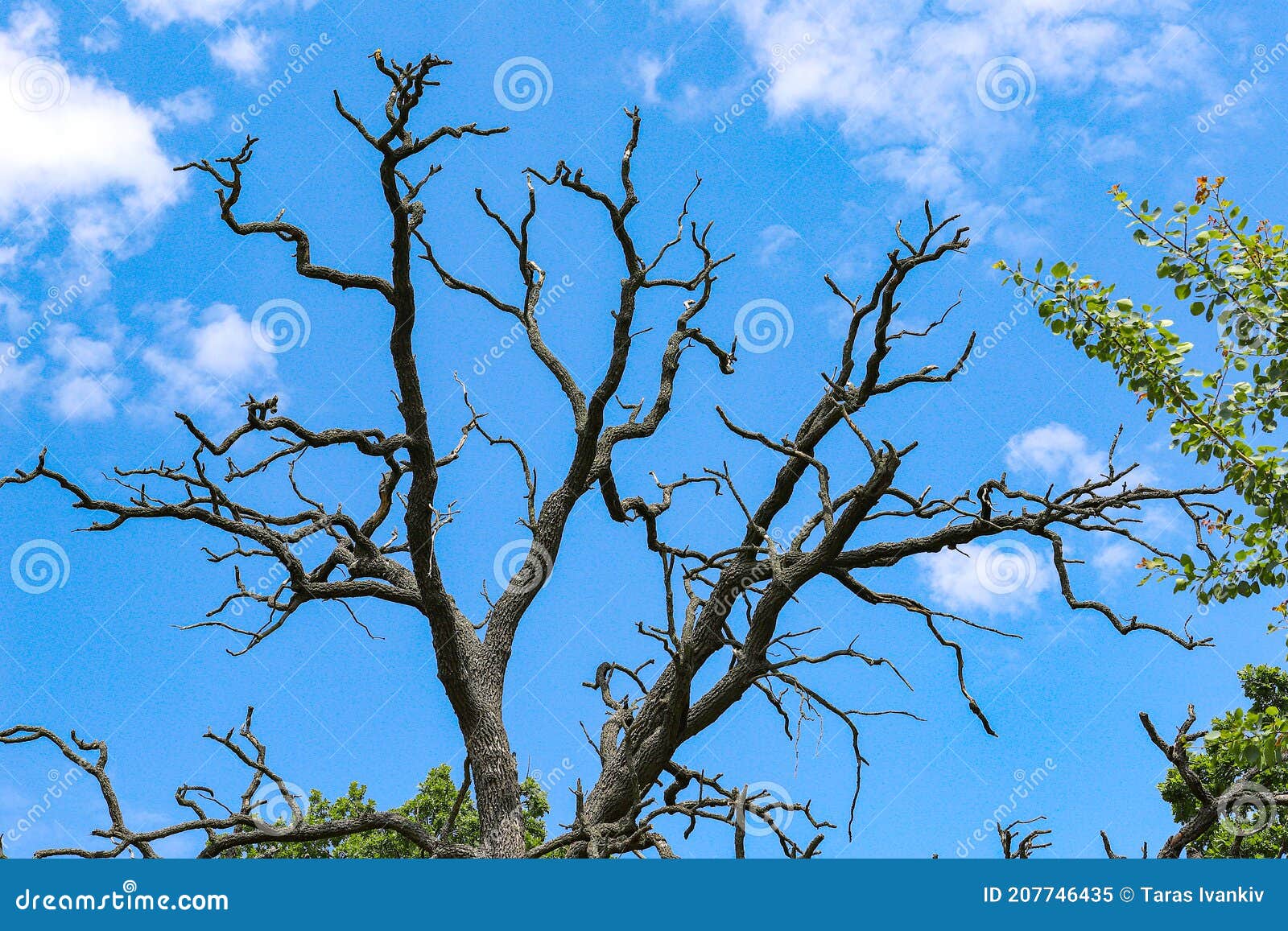 Old dry tree stock image. Image of brown, grass, concept - 207746435