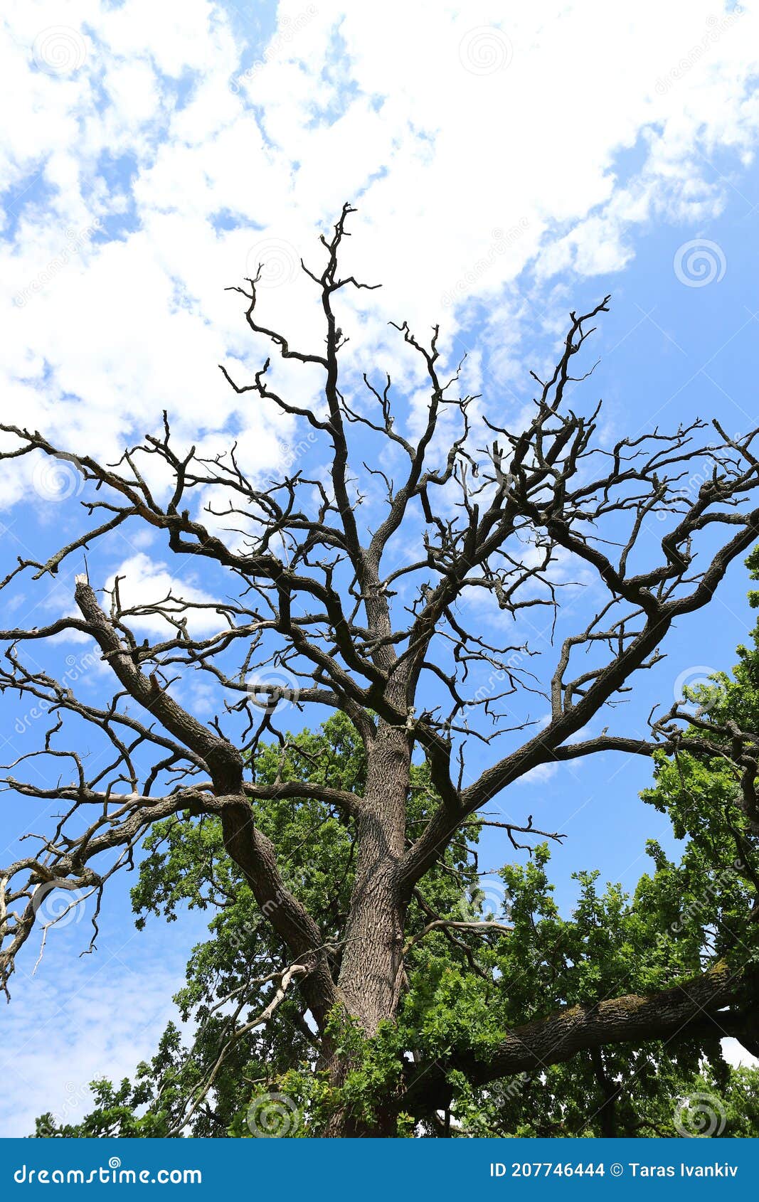 Old dry tree stock photo. Image of plant, park, natural - 207746444