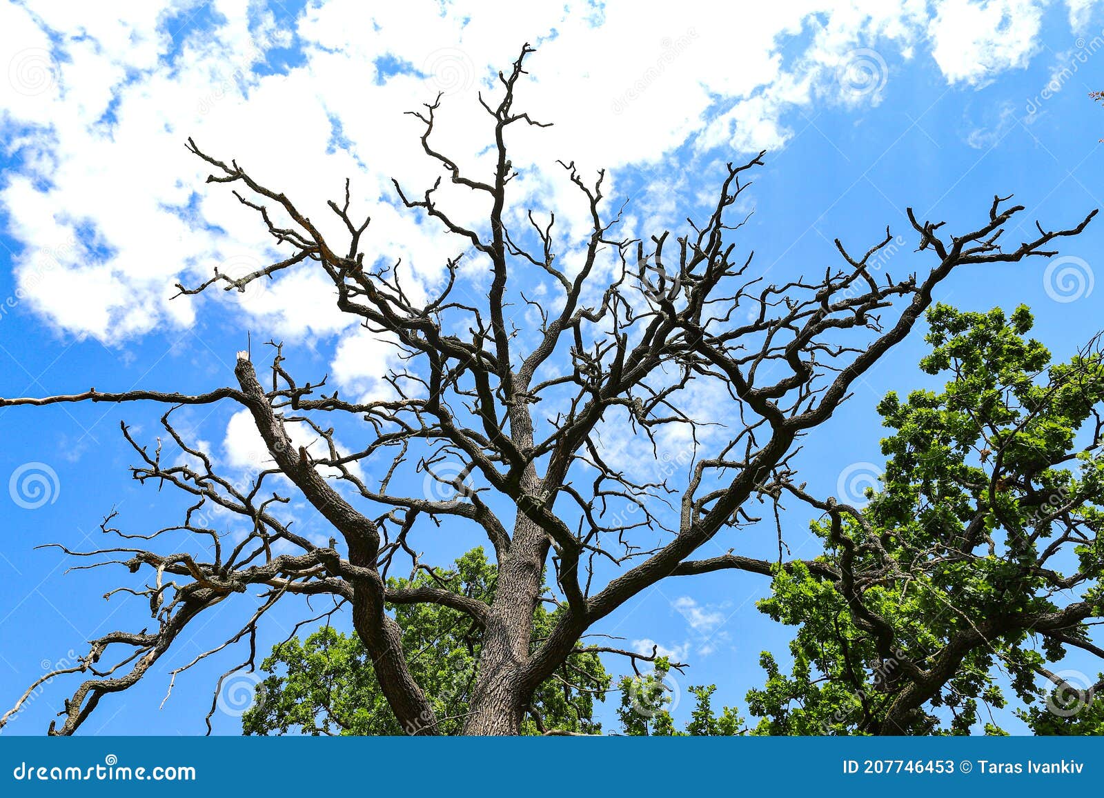 Old dry tree stock image. Image of vintage, trunk, forest - 207746453
