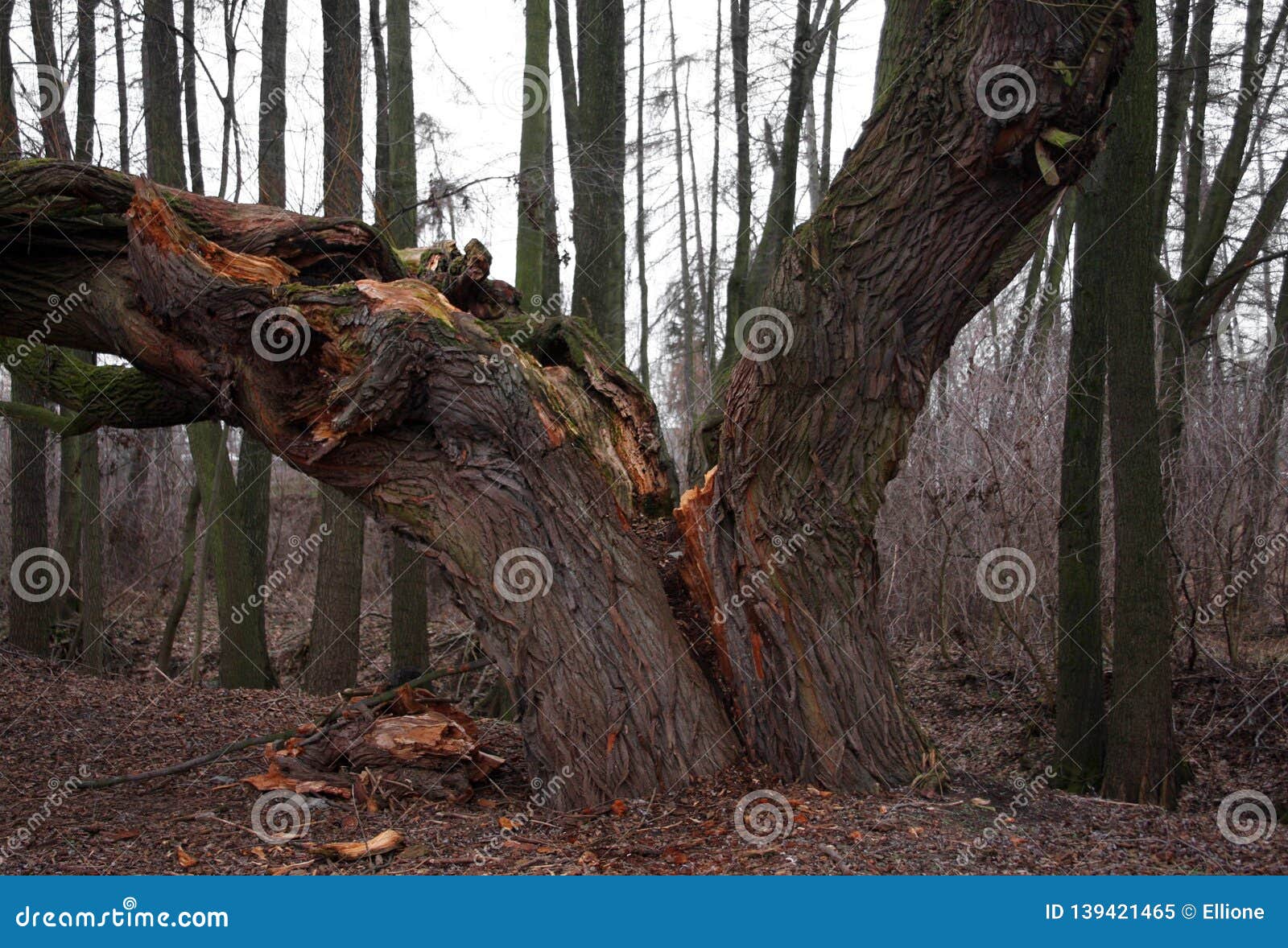 Old dry tree. stock image. Image of bleak, winter, tree - 139421465