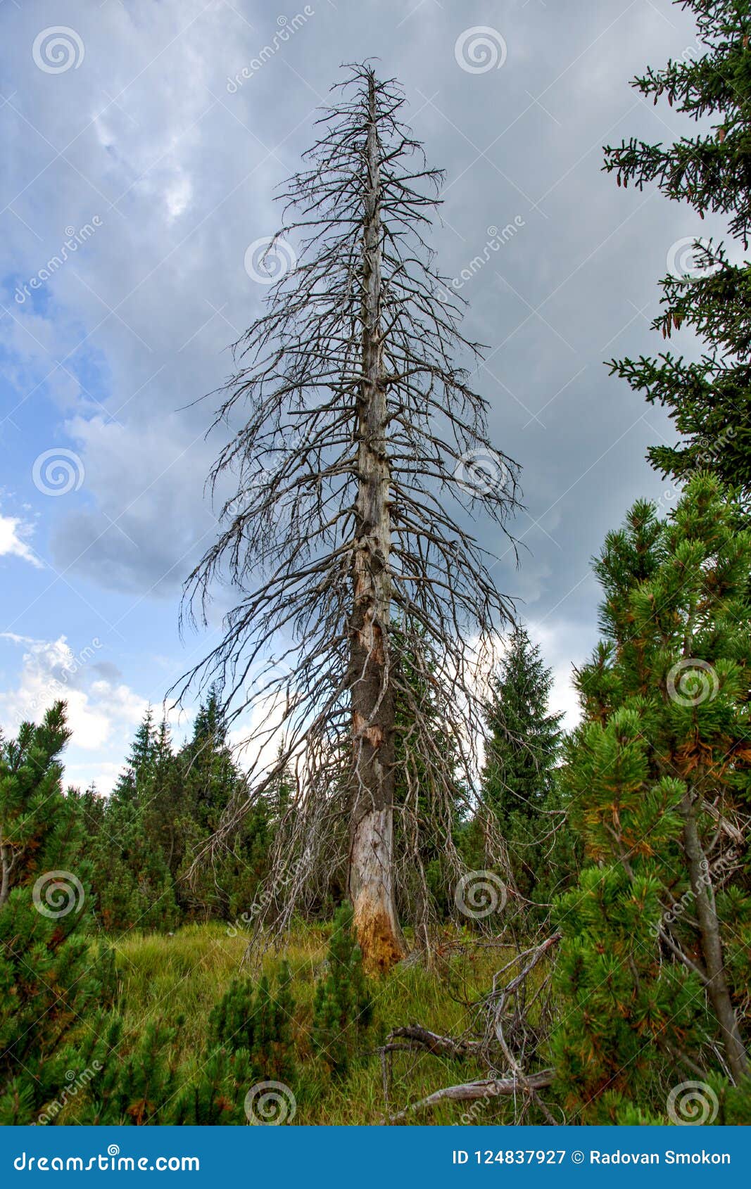 Old dry tree stock image. Image of spruce, nature, jizerka - 124837927