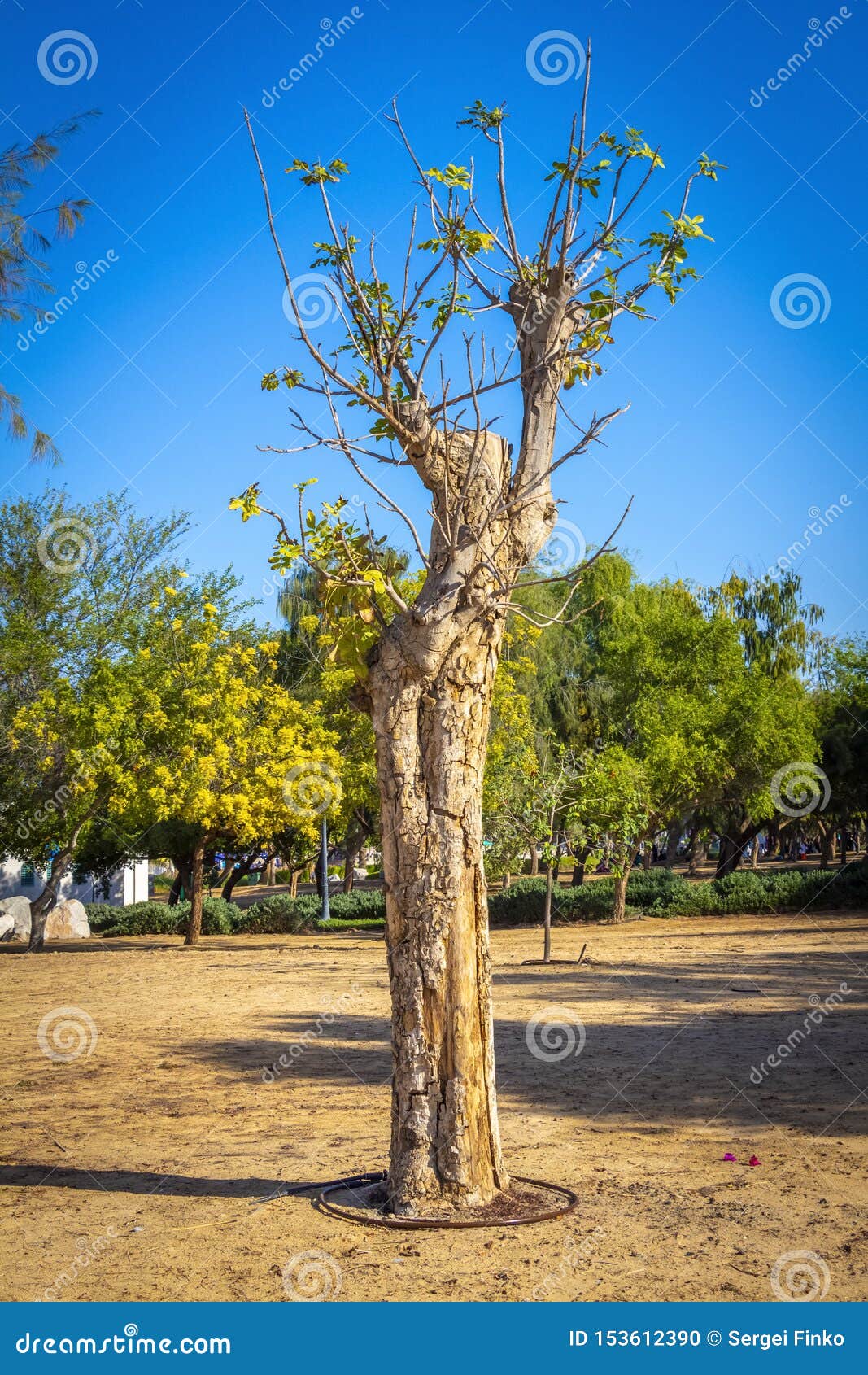 Old dry tree stock photo. Image of afternoon, chill - 153612390