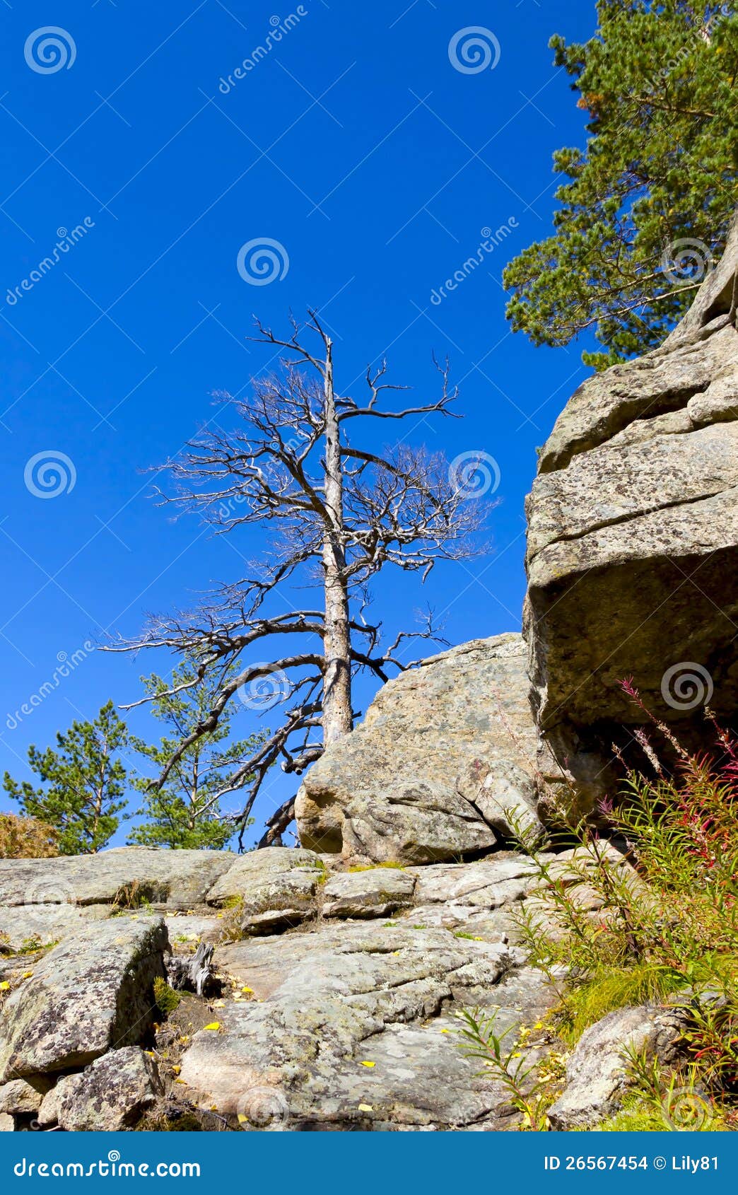 Old dry tree in the rocks stock photo. Image of park - 26567454