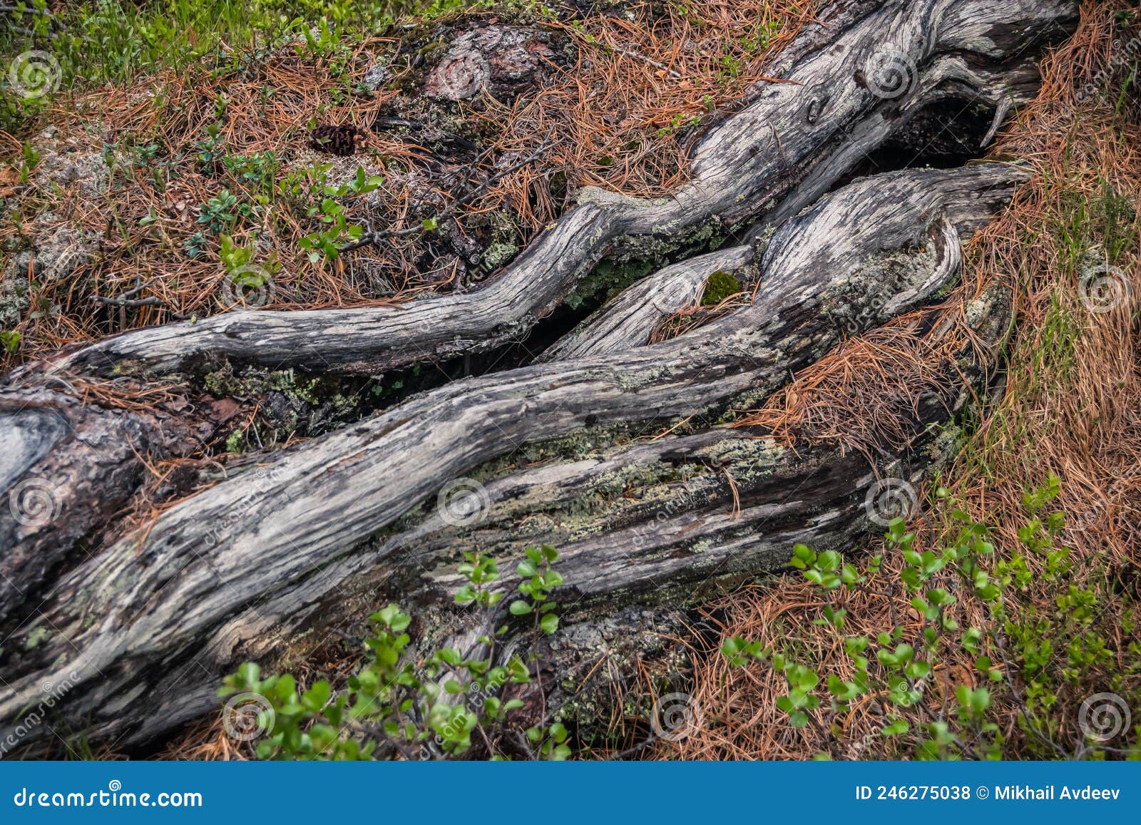 Old Dry Tree Roots. Ancient Power of Life Stock Photo - Image of power ...