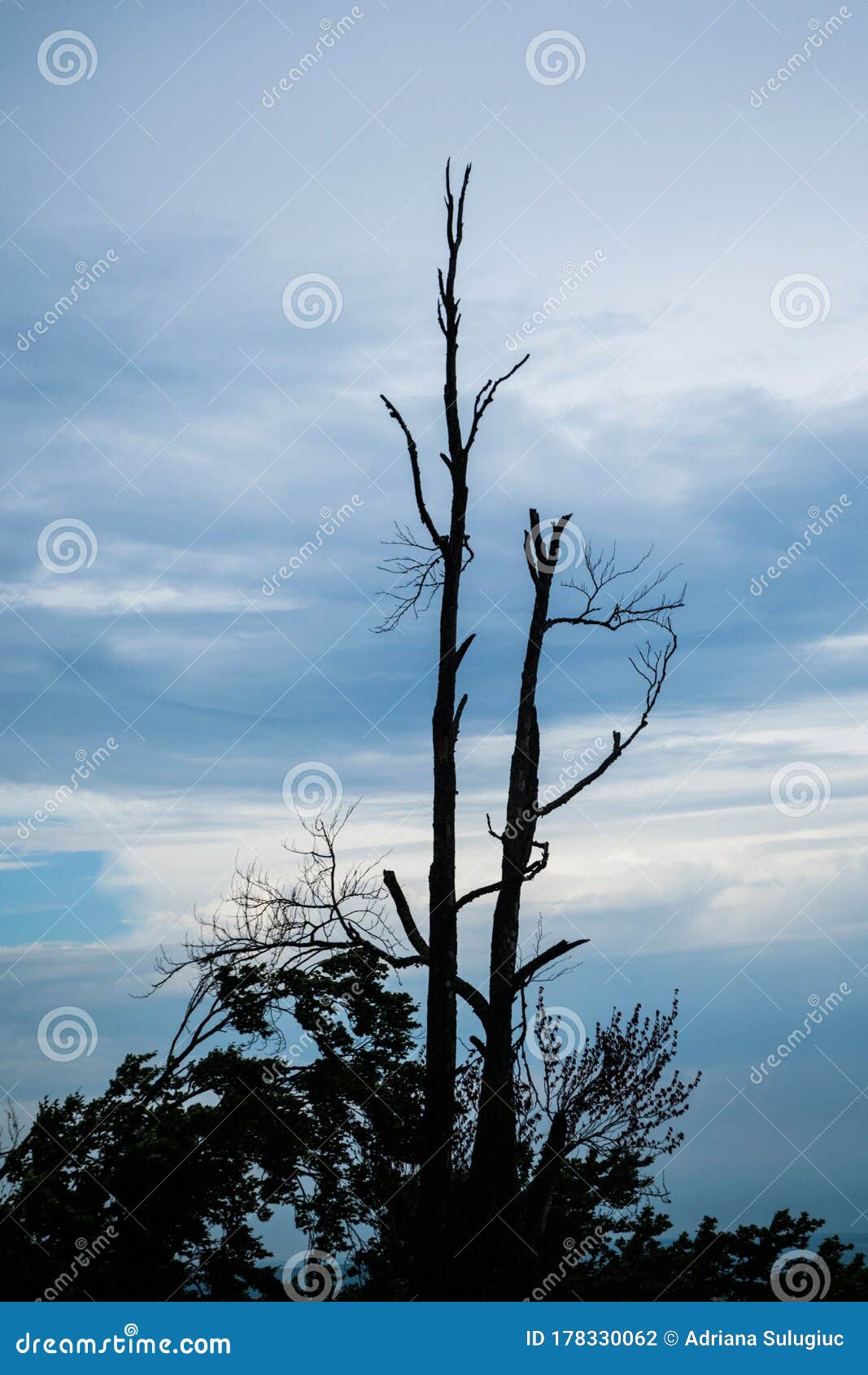 Silhouette of an dry tree stock photo. Image of organic - 178330062 Silhouette of an dry tree stock photo. Image of organic - 178330062