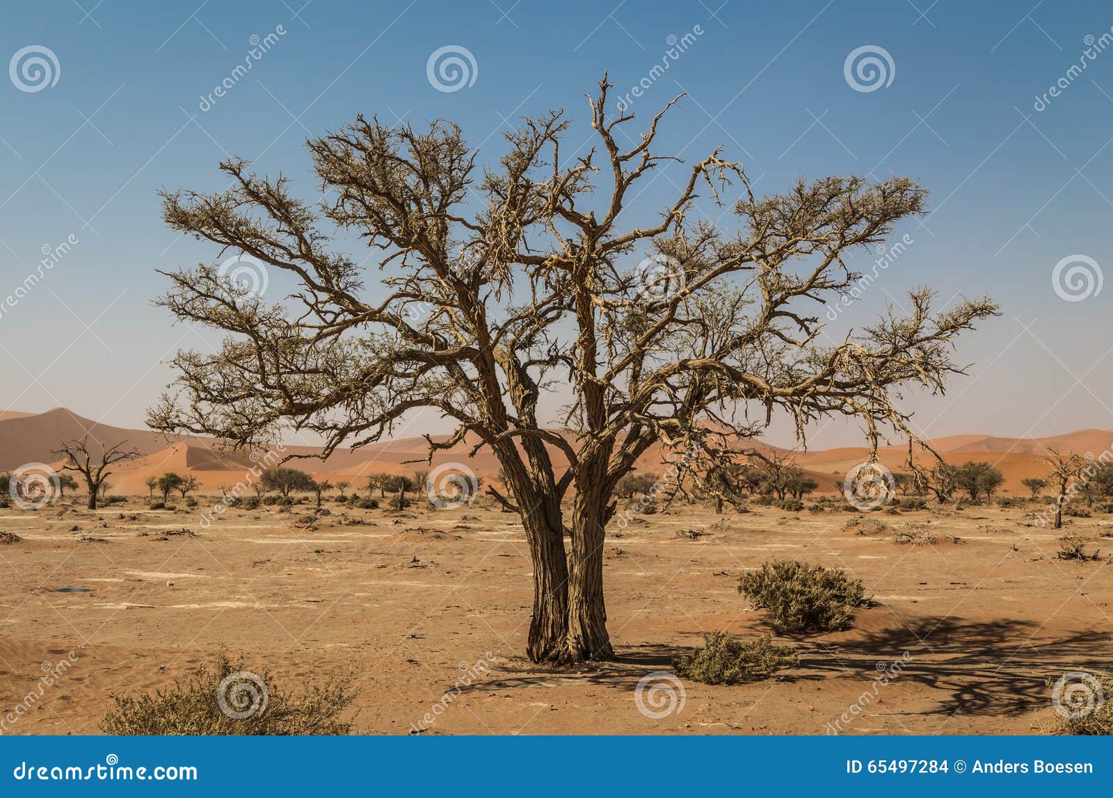 Old Dry Tree in Sossusvlei, Namibia Stock Photo - Image of yellow ...