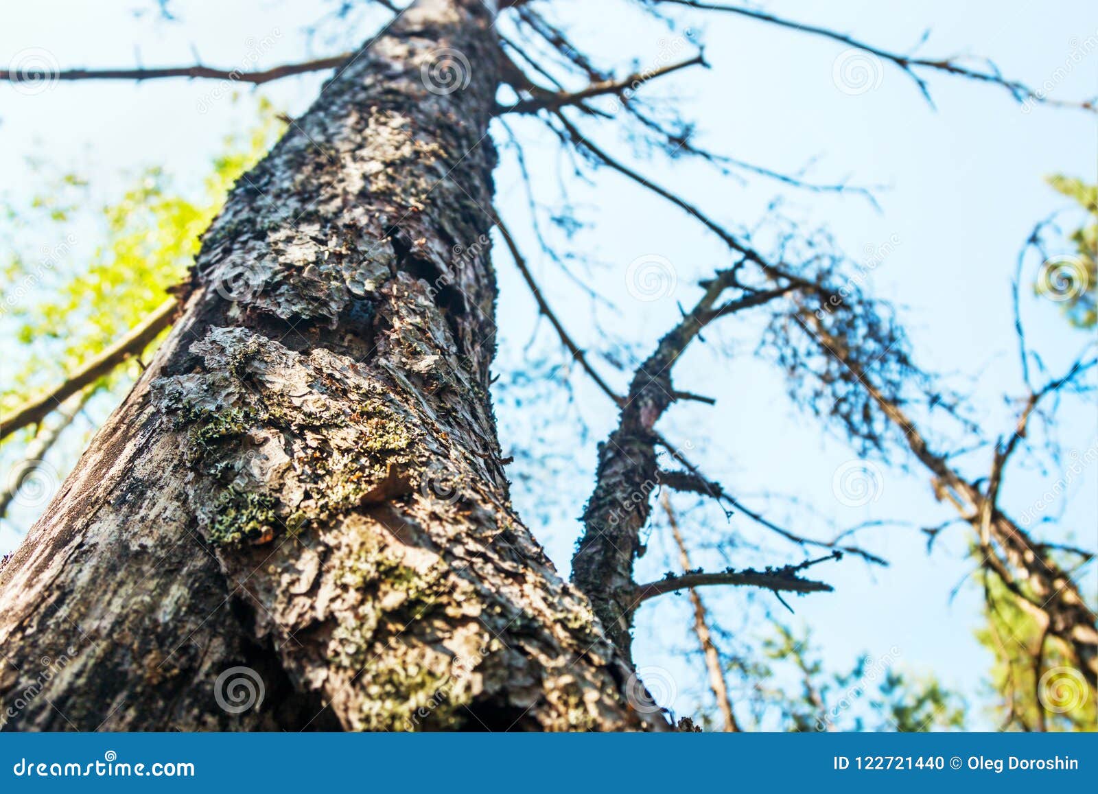An Old Dry Tree in a Summer Pine Forest Stock Photo - Image of foliage ...