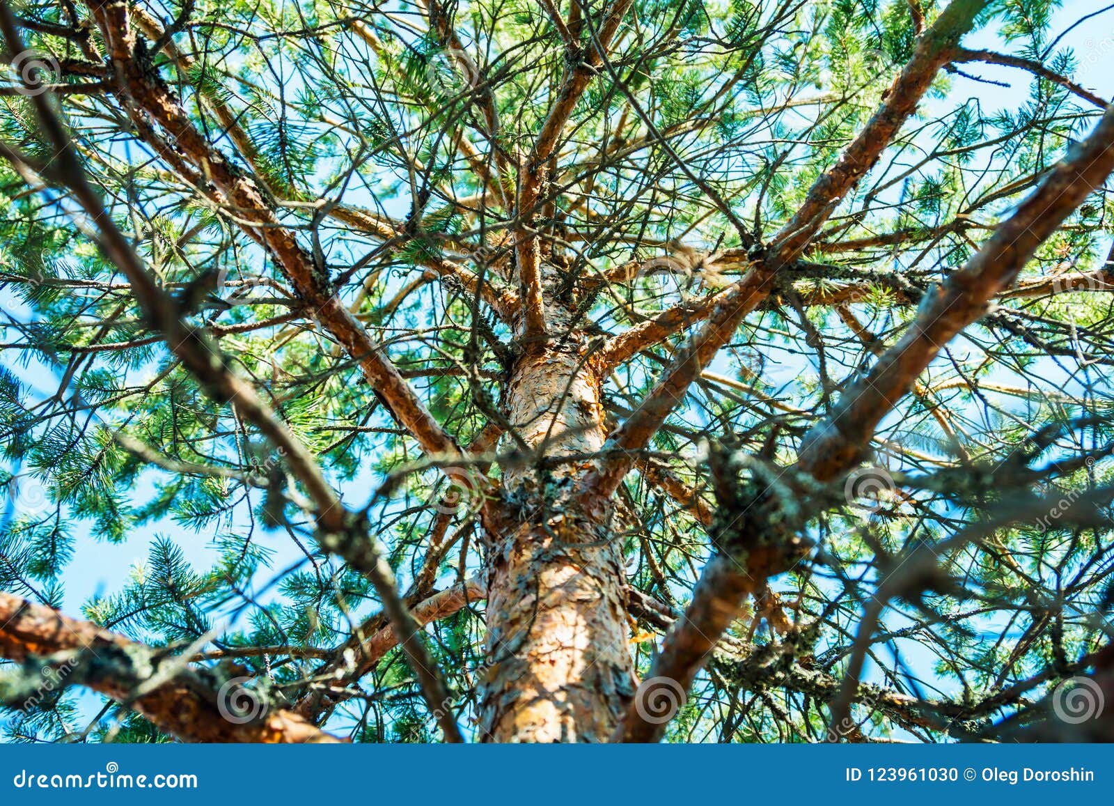 An Old Dry Tree in a Summer Pine Forest Stock Photo - Image of ...