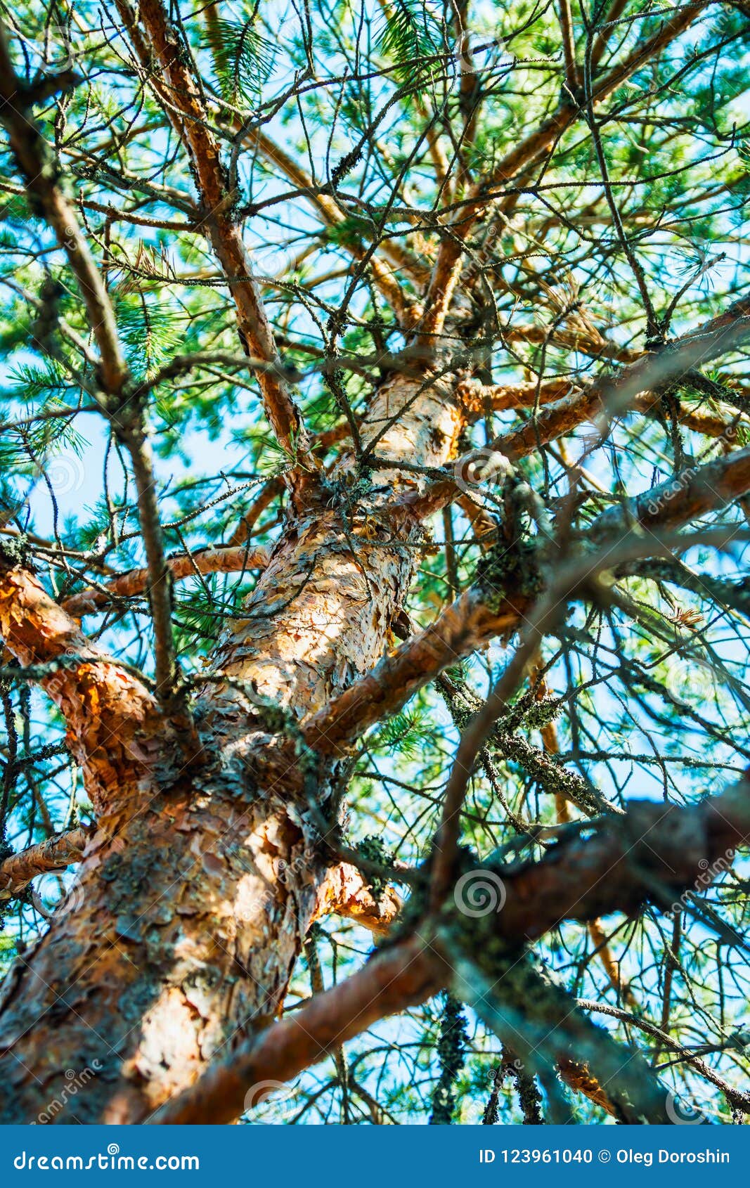 An Old Dry Tree in a Summer Pine Forest Stock Photo - Image of autumn ...