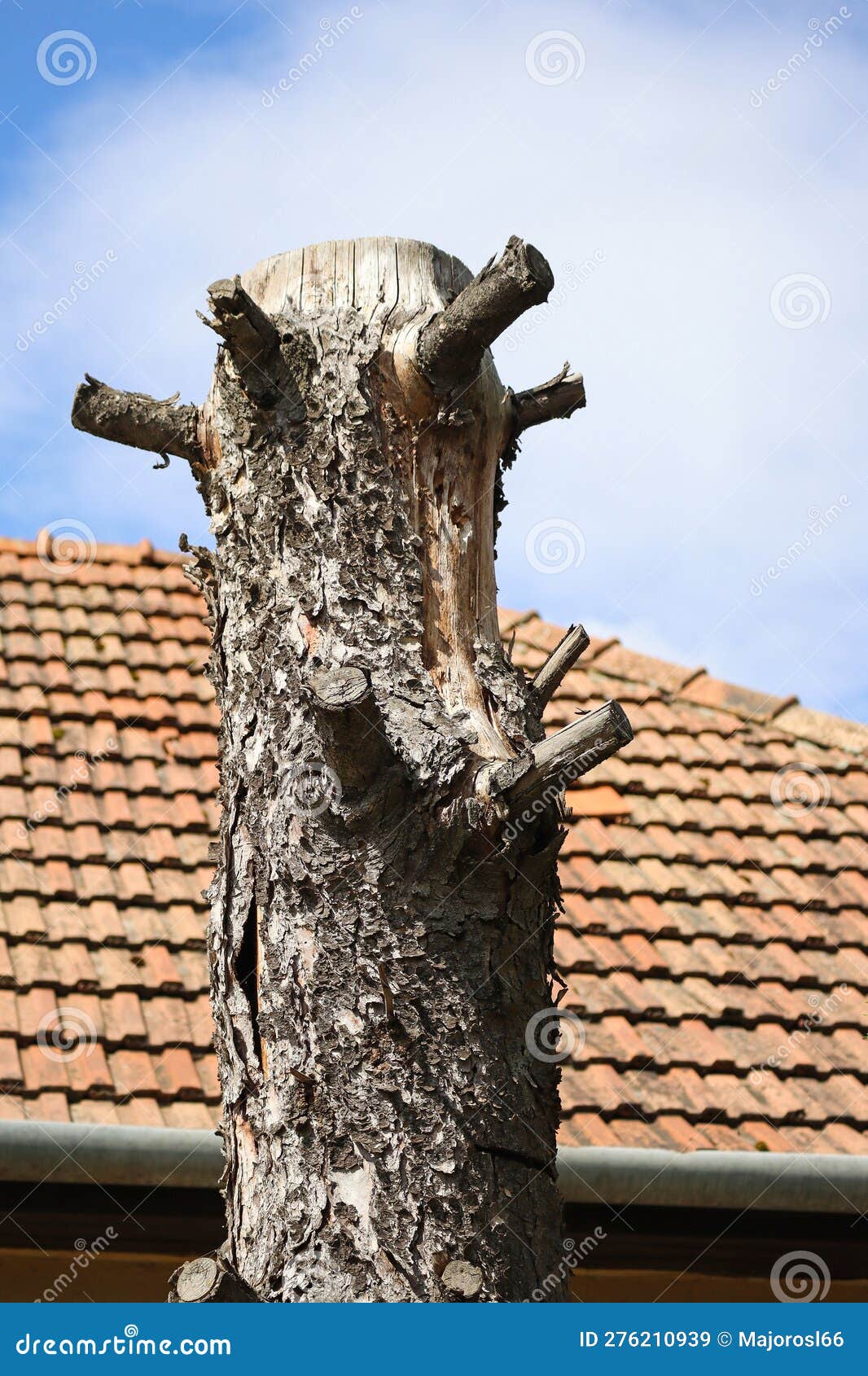 Old Dry Tree Trunk in Front of a House Roof Stock Image - Image of ...
