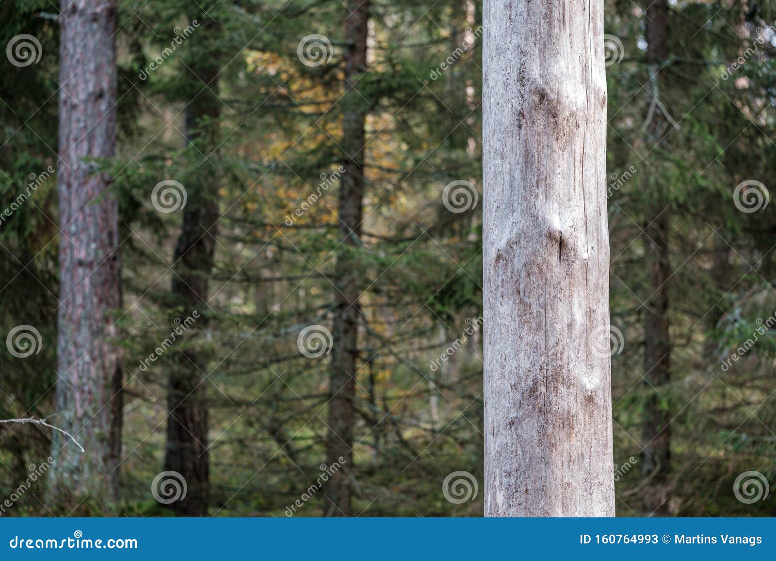 Old Dry Tree Trunk Log in Forest Stock Image - Image of bark, biting ...