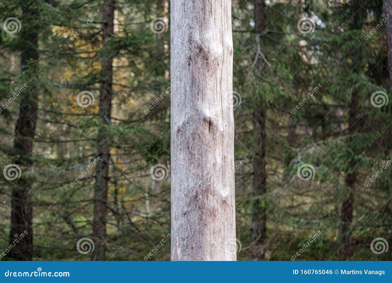 Old Dry Tree Trunk Log in Forest Stock Photo - Image of leaf ...