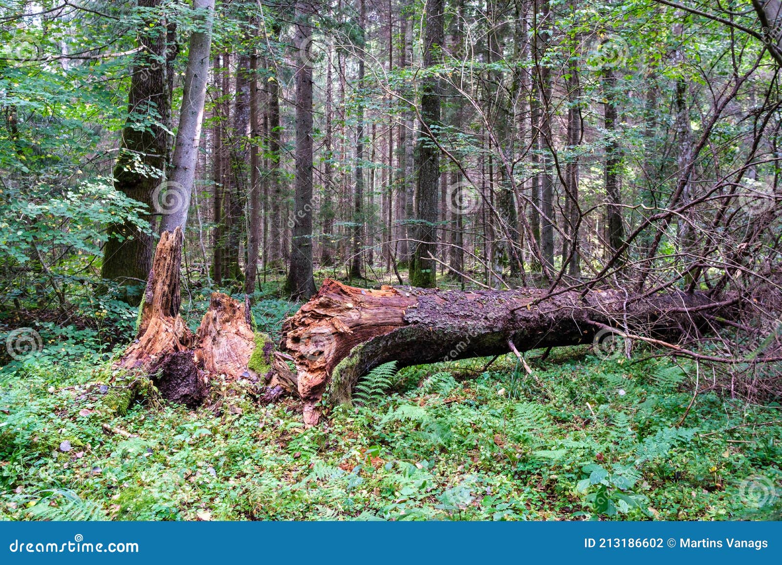 Old Dry Tree Trunk Stomp in Forest for Wood Logs Stock Photo - Image of ...