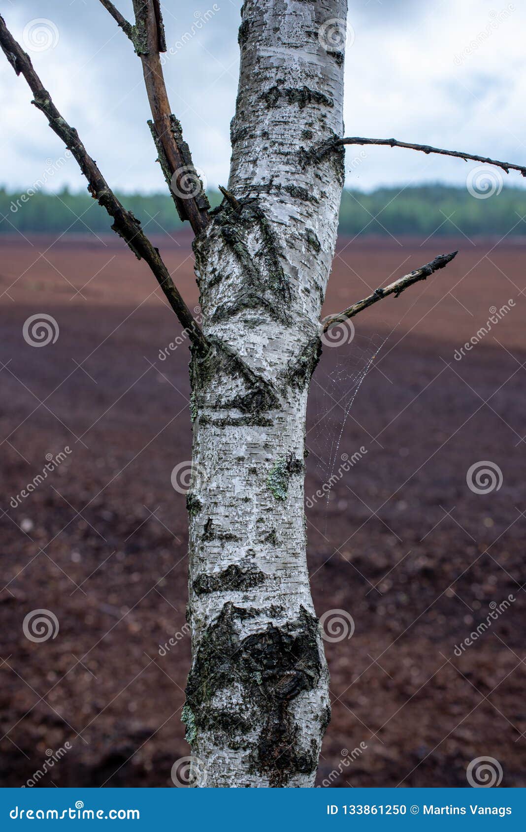 Old Dry Tree Trunk Stomp Texture with Bark Stock Photo - Image of trunk ...