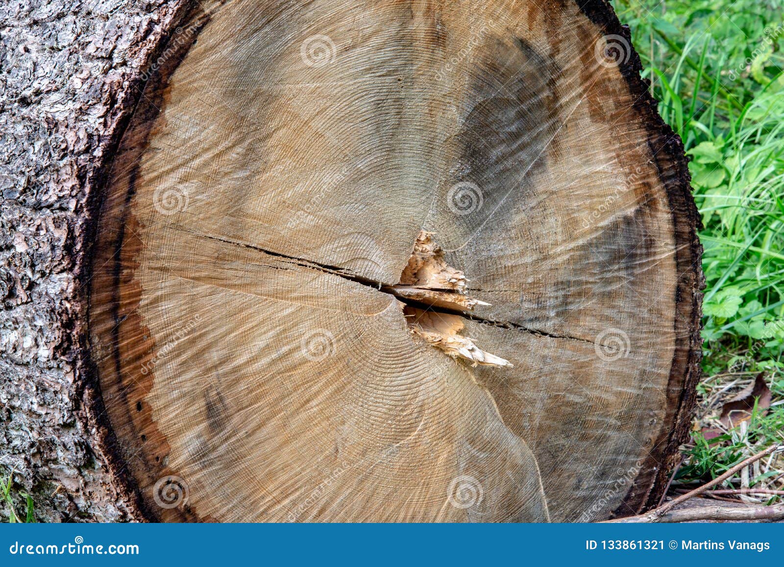 Old Dry Tree Trunk Stomp Texture with Bark Stock Image - Image of stomp ...