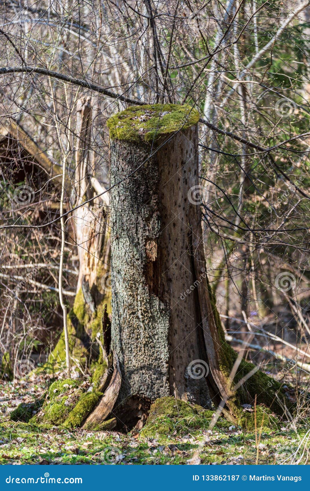 Old Dry Tree Trunk Stomp Texture with Bark Stock Image - Image of wild ...