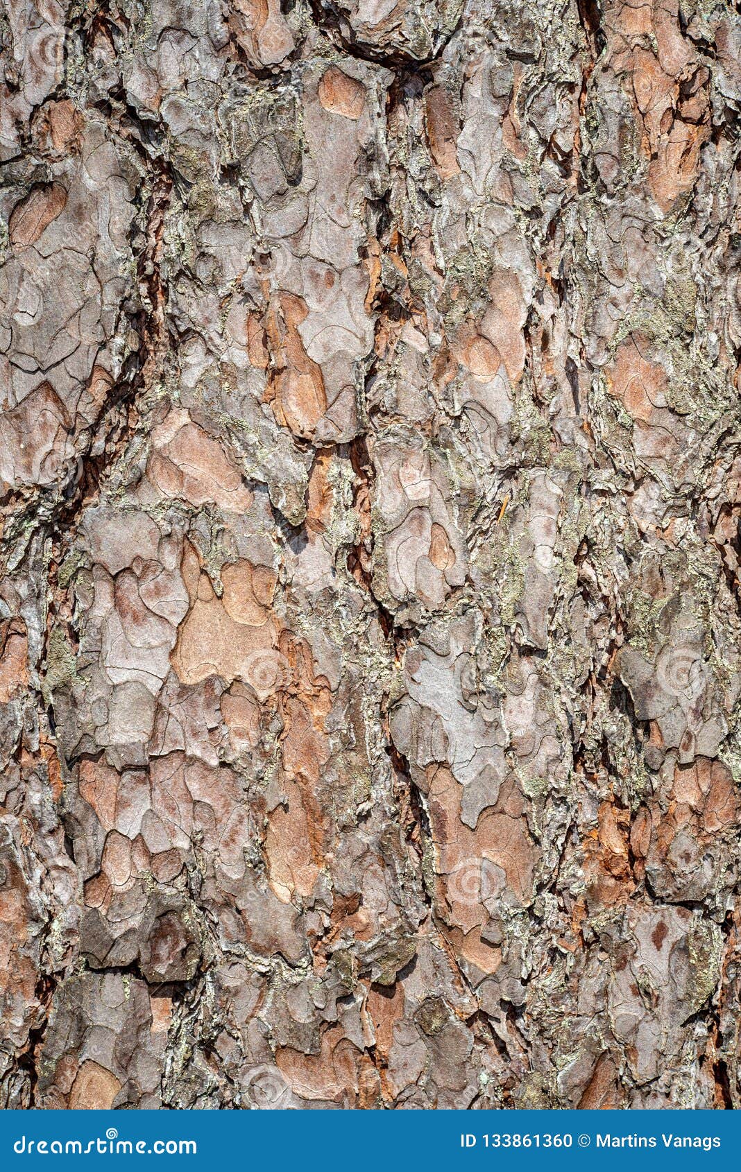 Old Dry Tree Trunk Stomp Texture with Bark Stock Photo - Image of soil ...